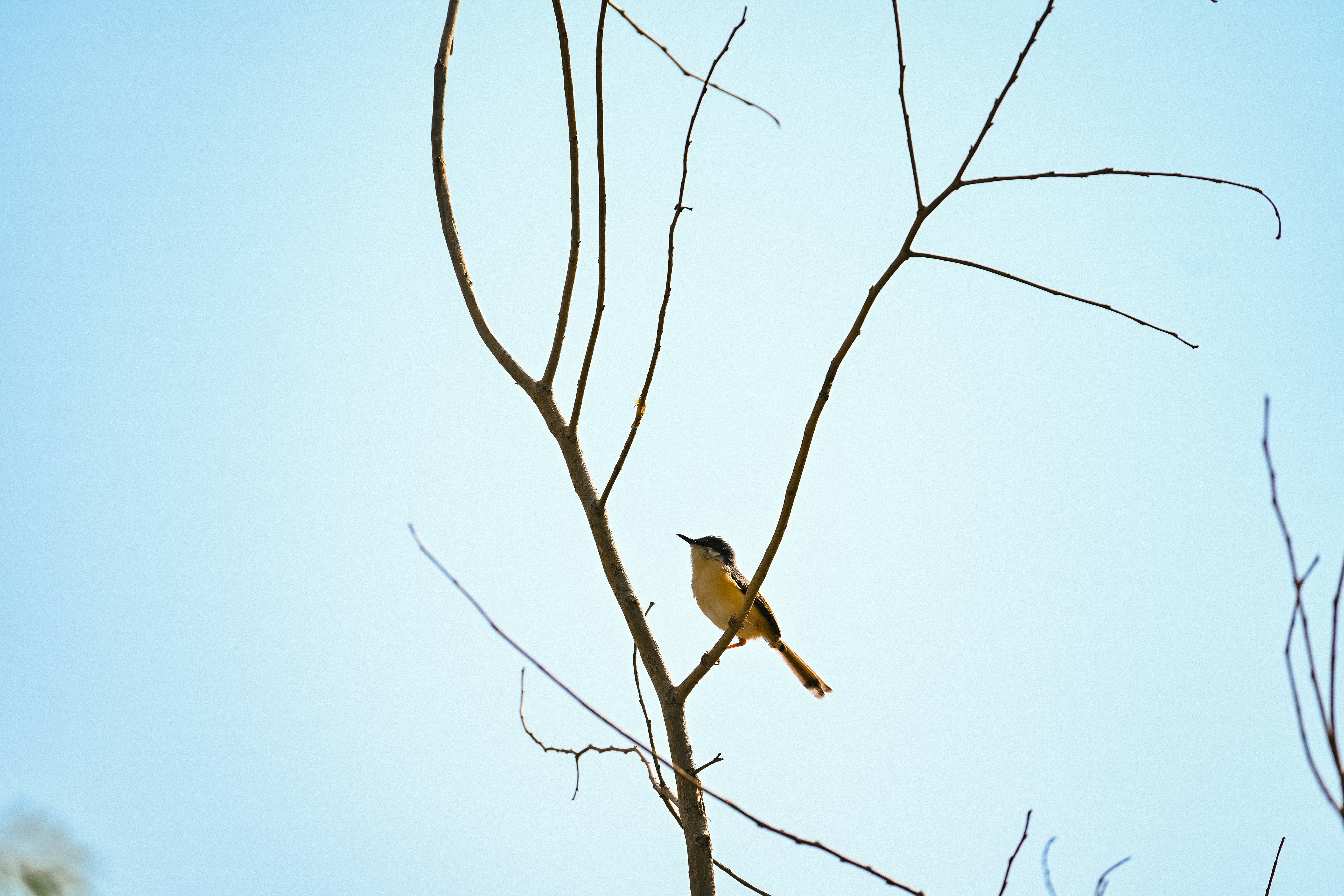 A small bird perched on top of a tree branch photo – Free Bird Image on ...