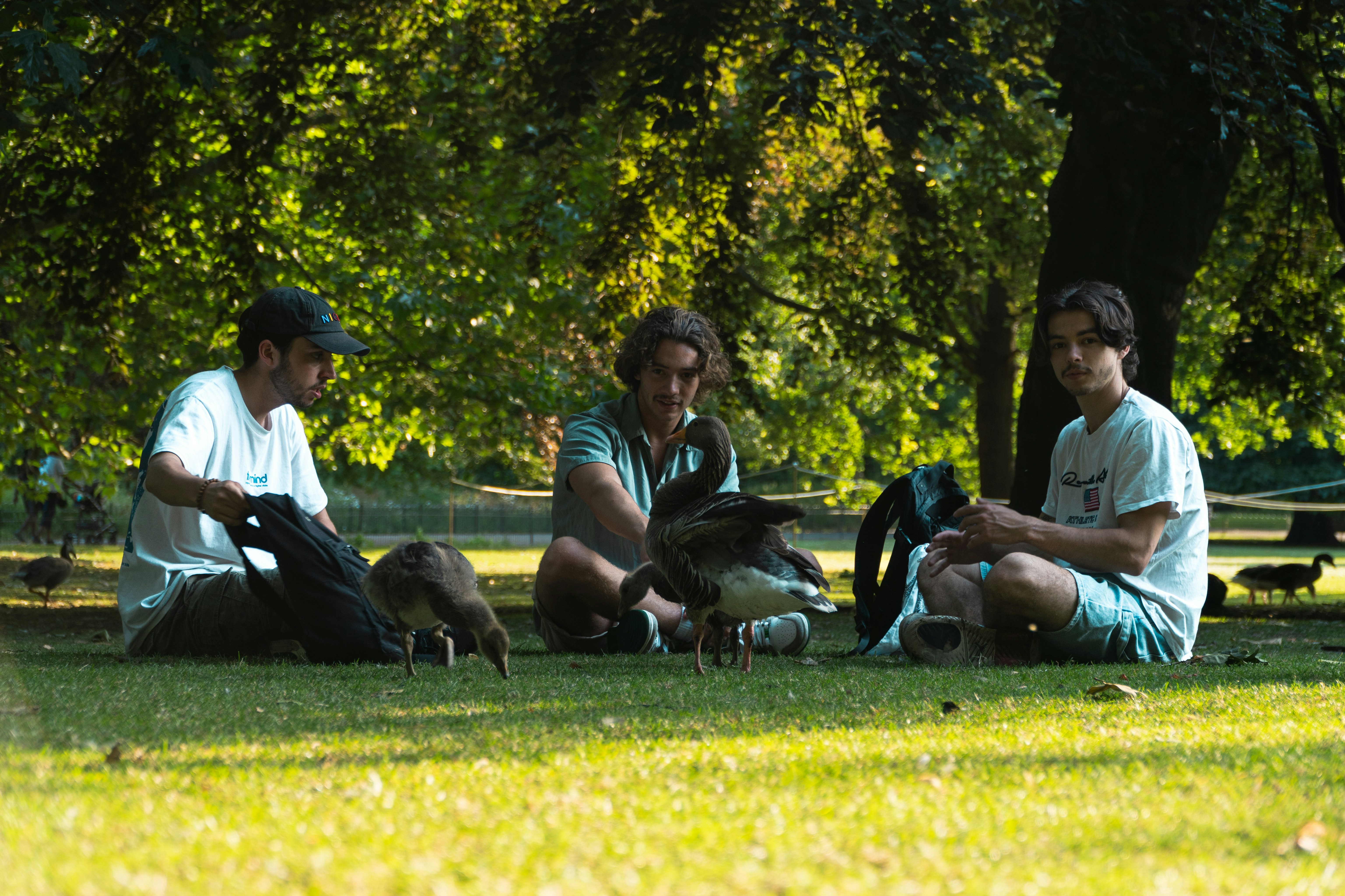 Dappled Park Moment: Friends Share a Quiet Afternoon with Ducks