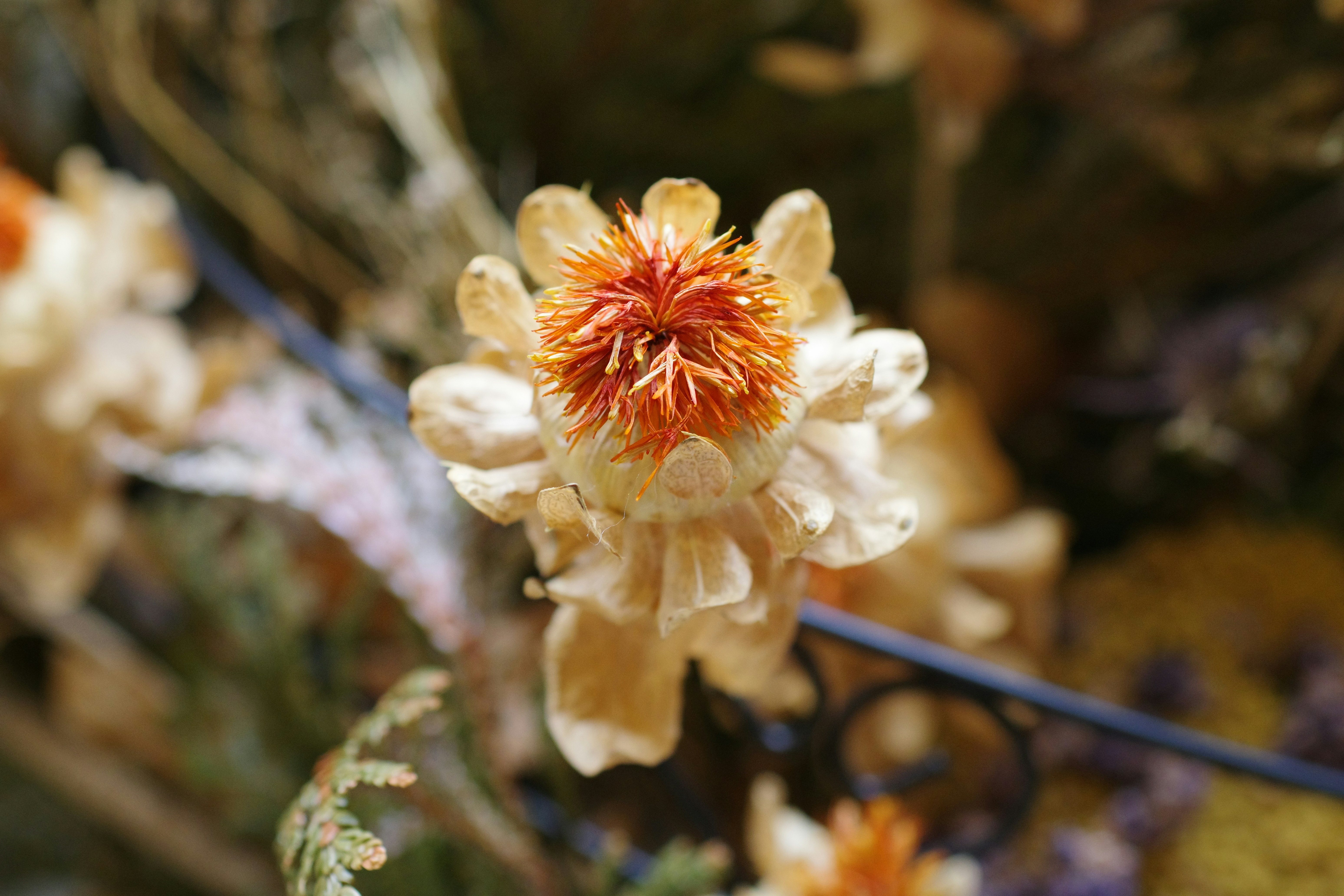 Beautiful dried flowers 美しいドライフラワー