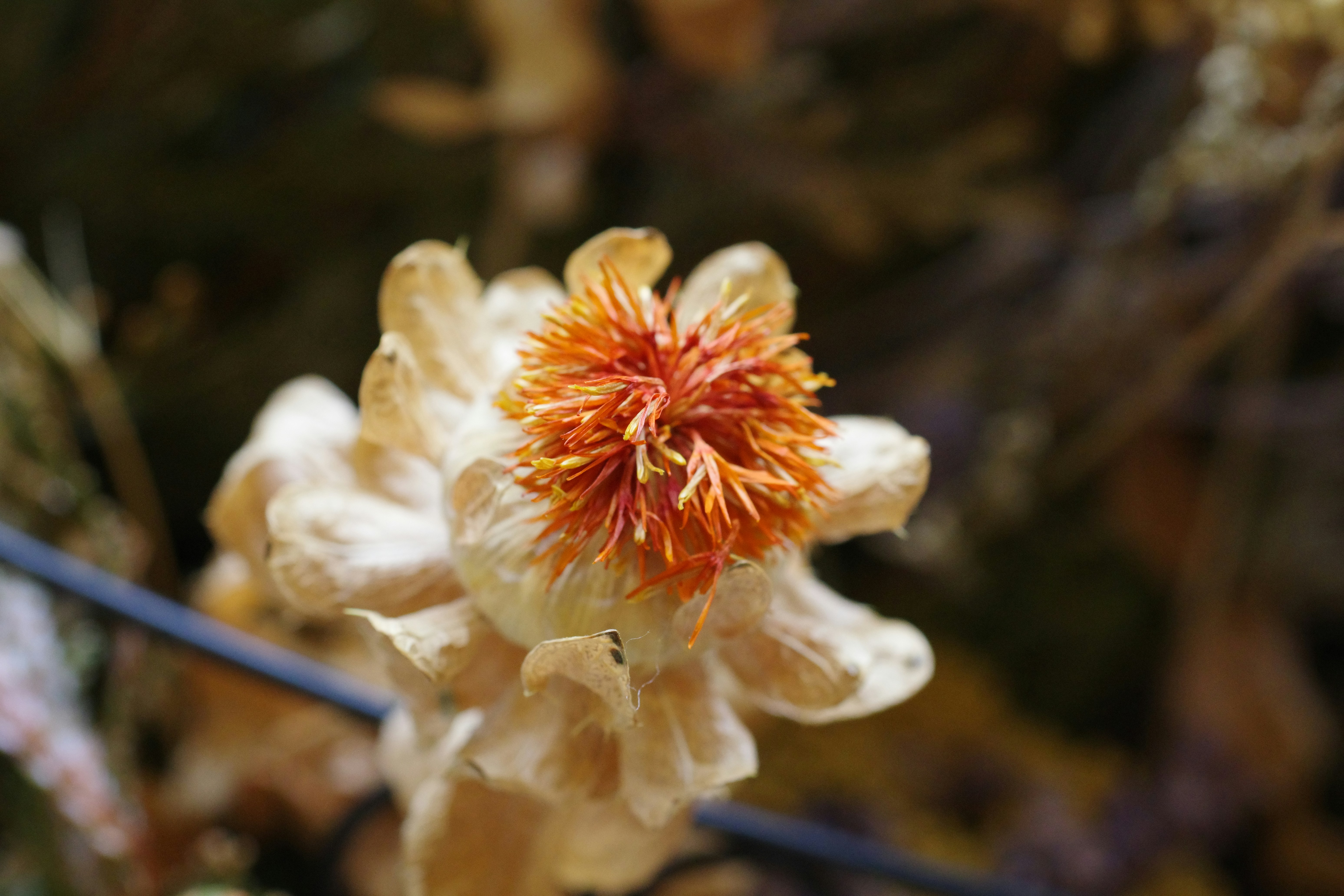 Crimson Center: A Withered Bloom Framed by Quiet Decay