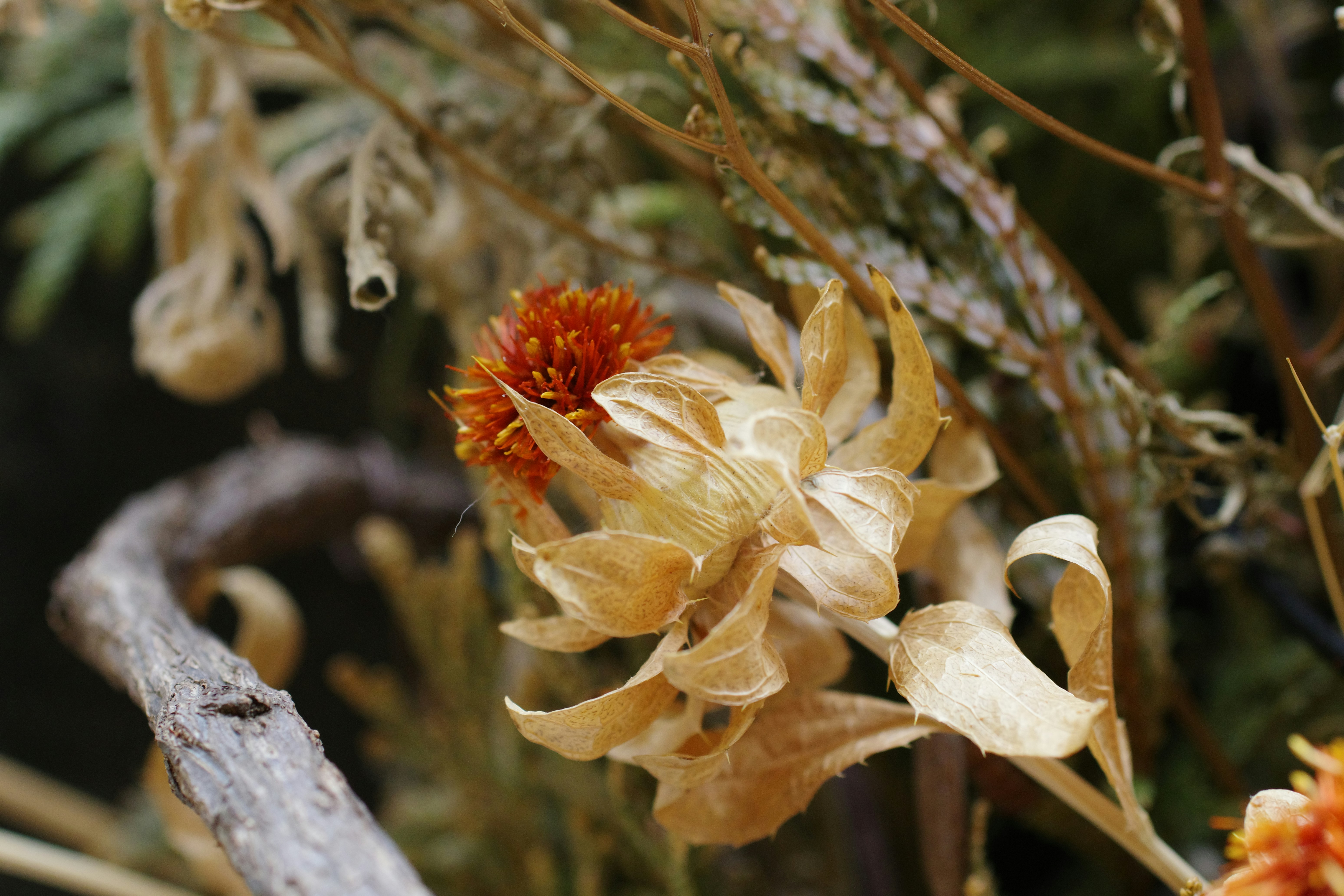 Amber Center in a Tangle of Dried Flora