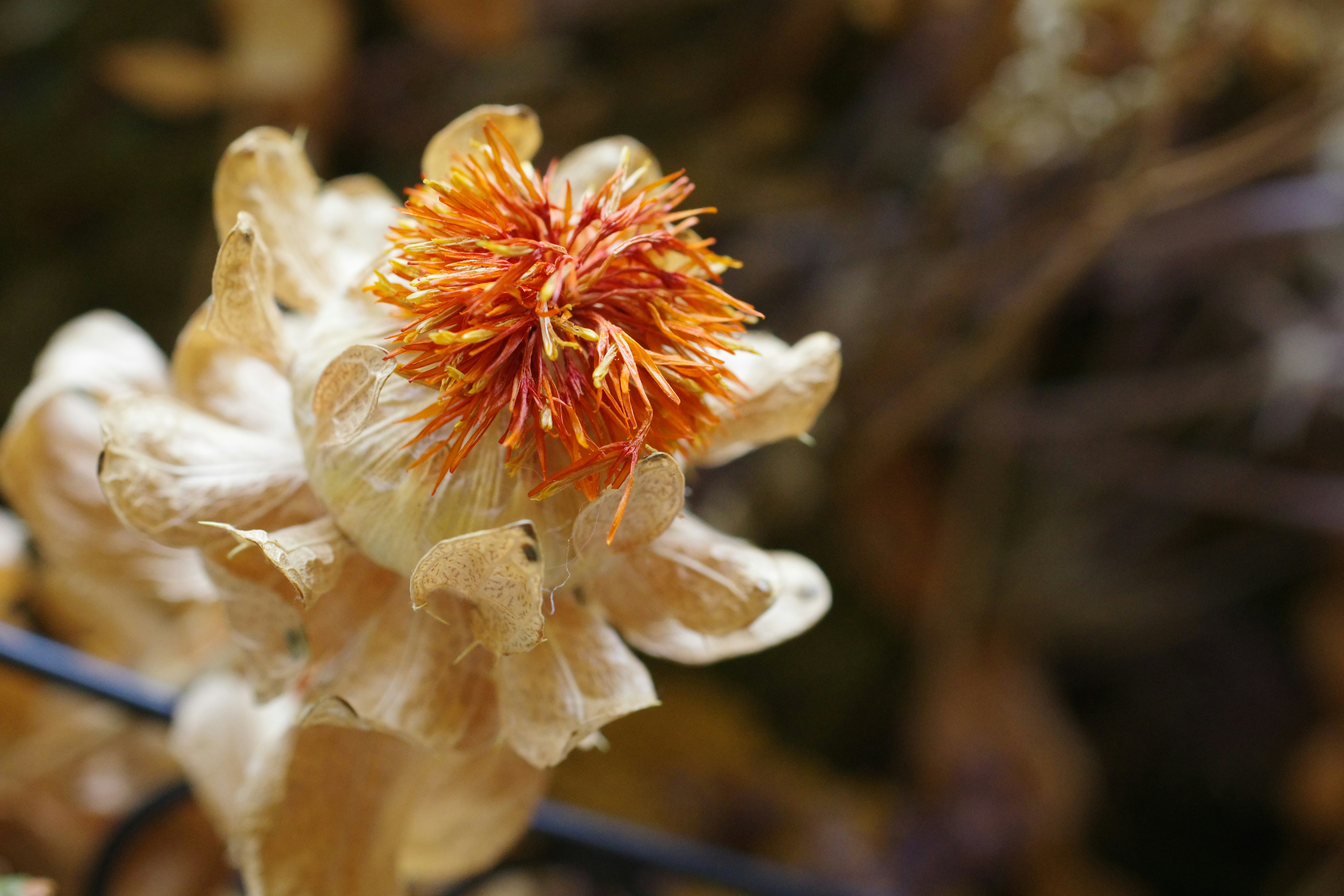 Crimson Centerburst: A Bloom's Fiery Core Emerges from Pale Petals