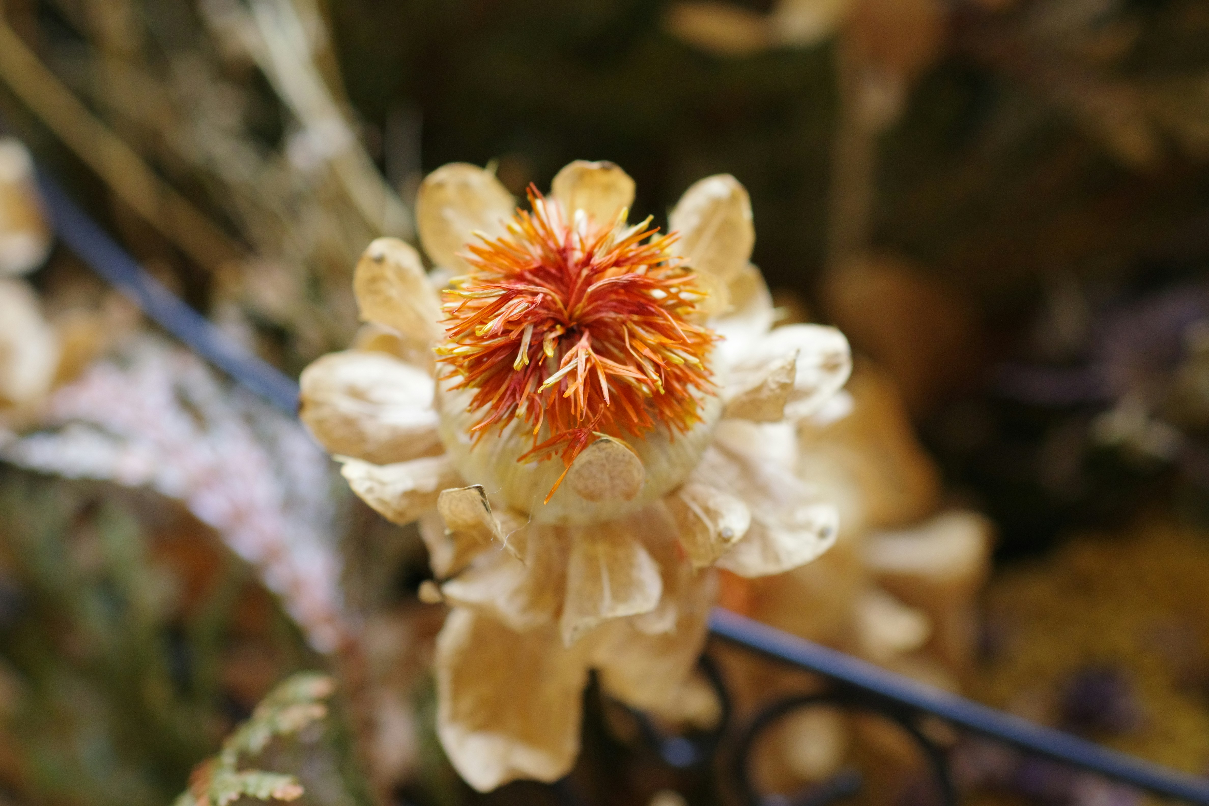 Crimson Core Among Cream Petals: A Delicate Macro Moment