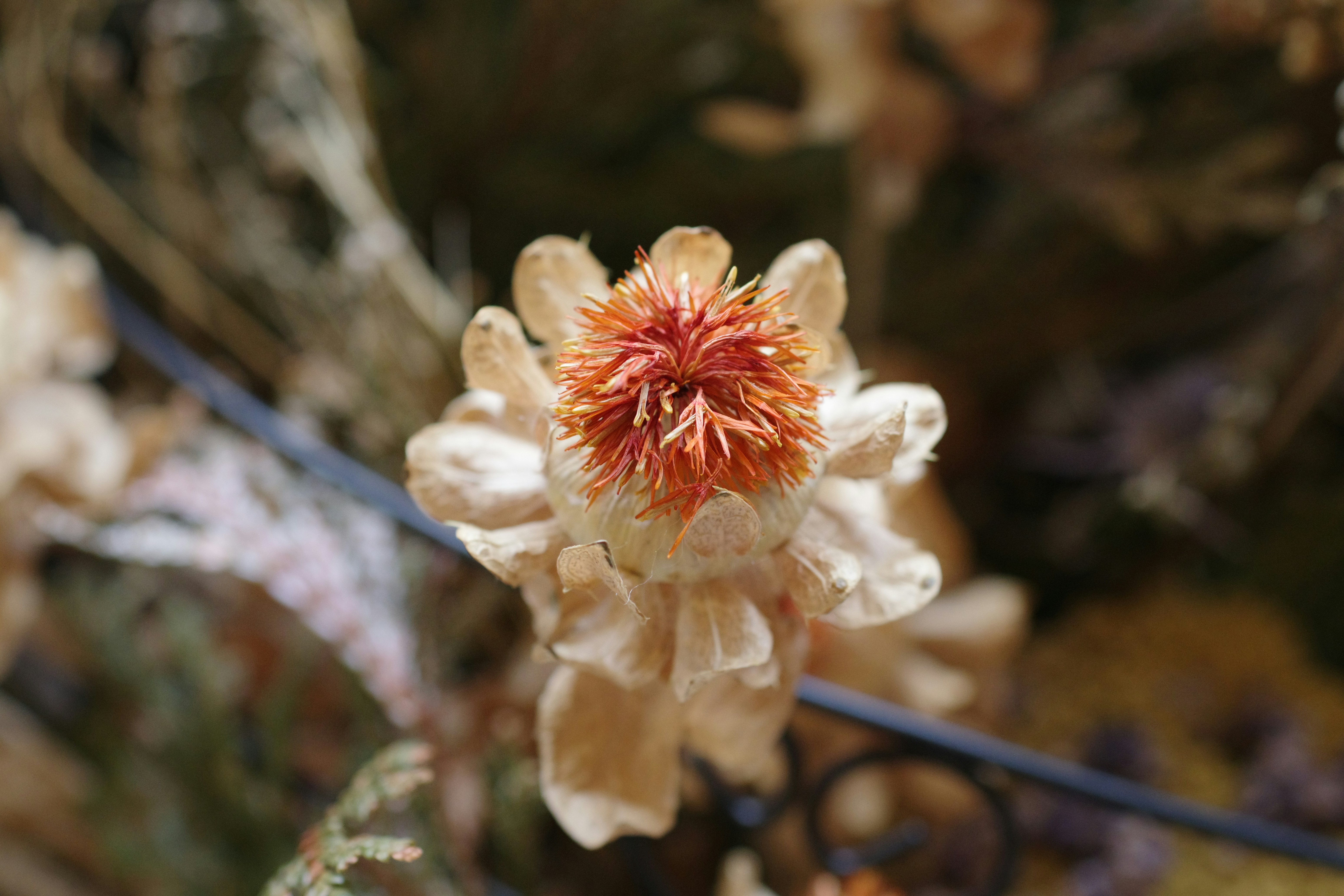 Ember Core Amid Parched Petals: A Macro Portrait of a Dried Flower's Fiery Heart