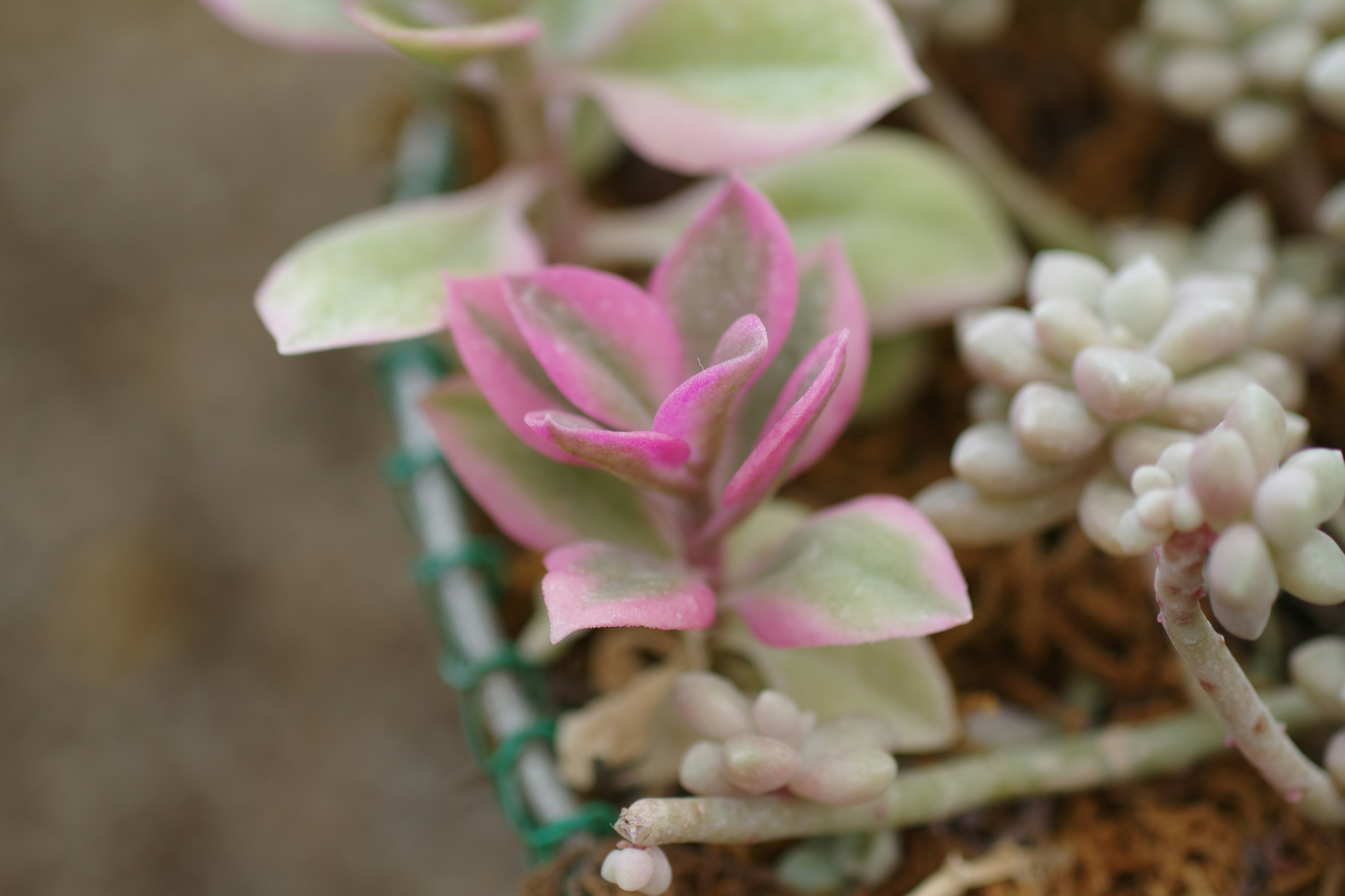 Rosette in Soft Focus: A Pink-Green Succulent Close-Up
