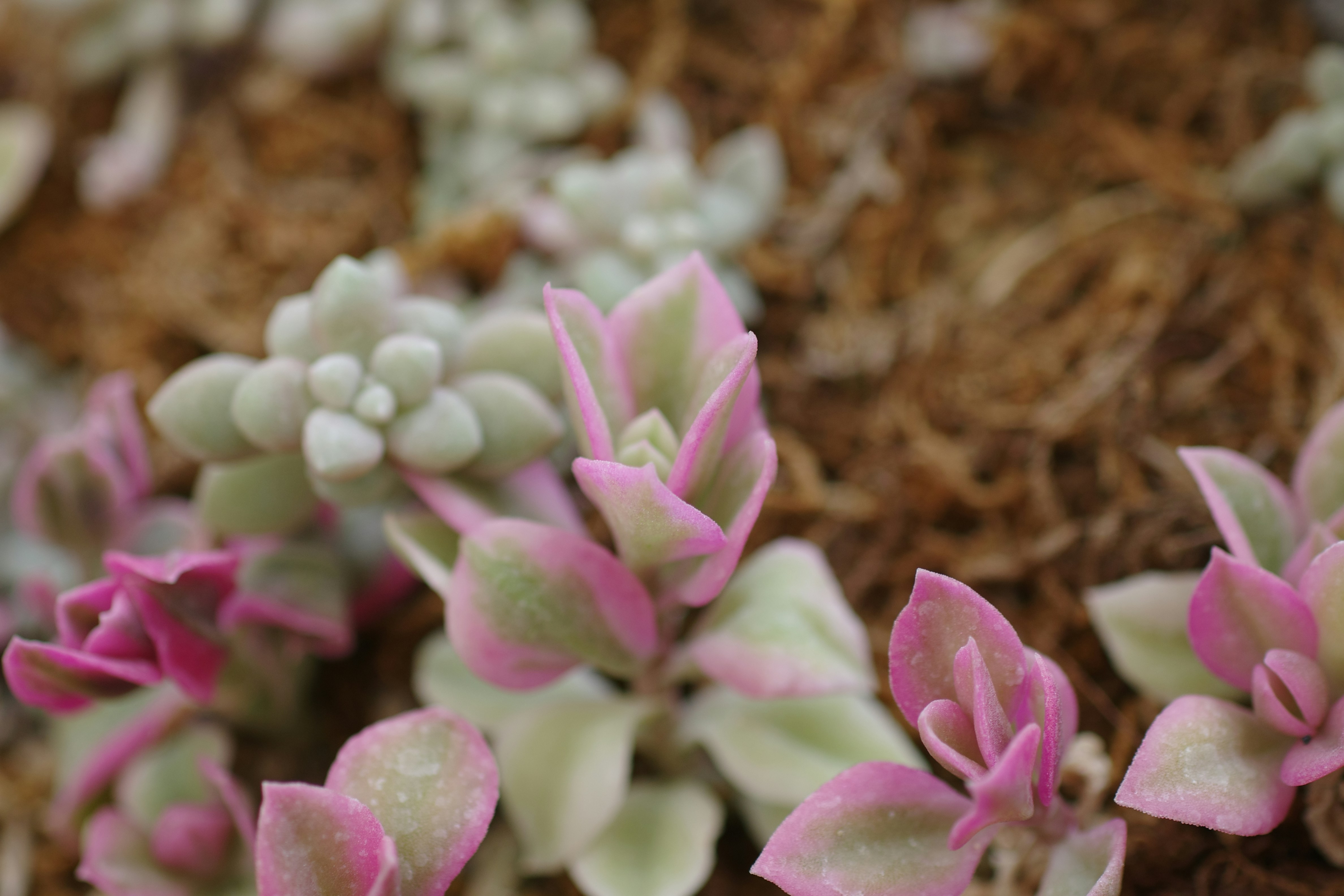 Small pink and white flowers growing out of the ground photo – Free ヤード ...