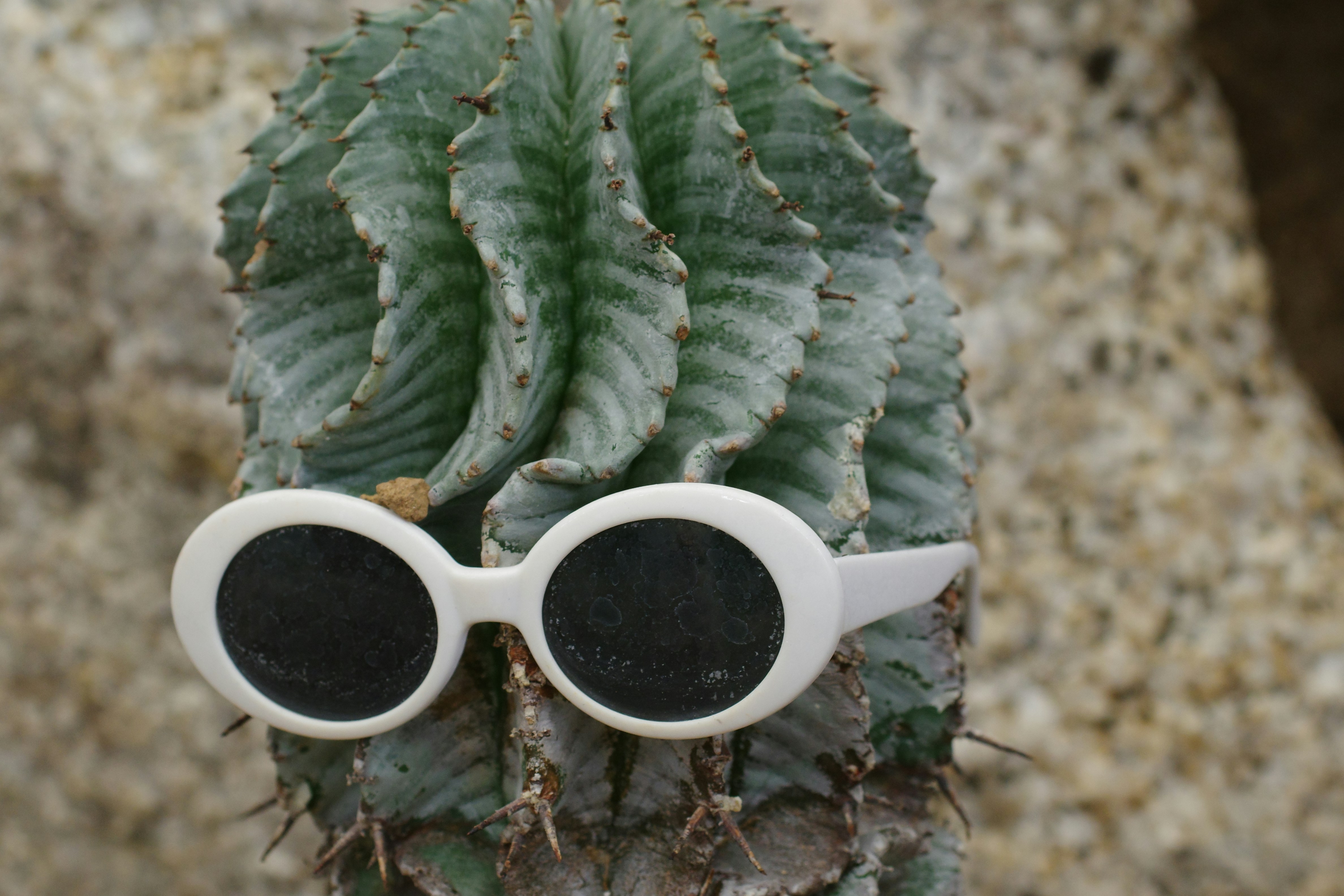 Prickly Portrait: White-Rimmed Shades on a Desert Icon