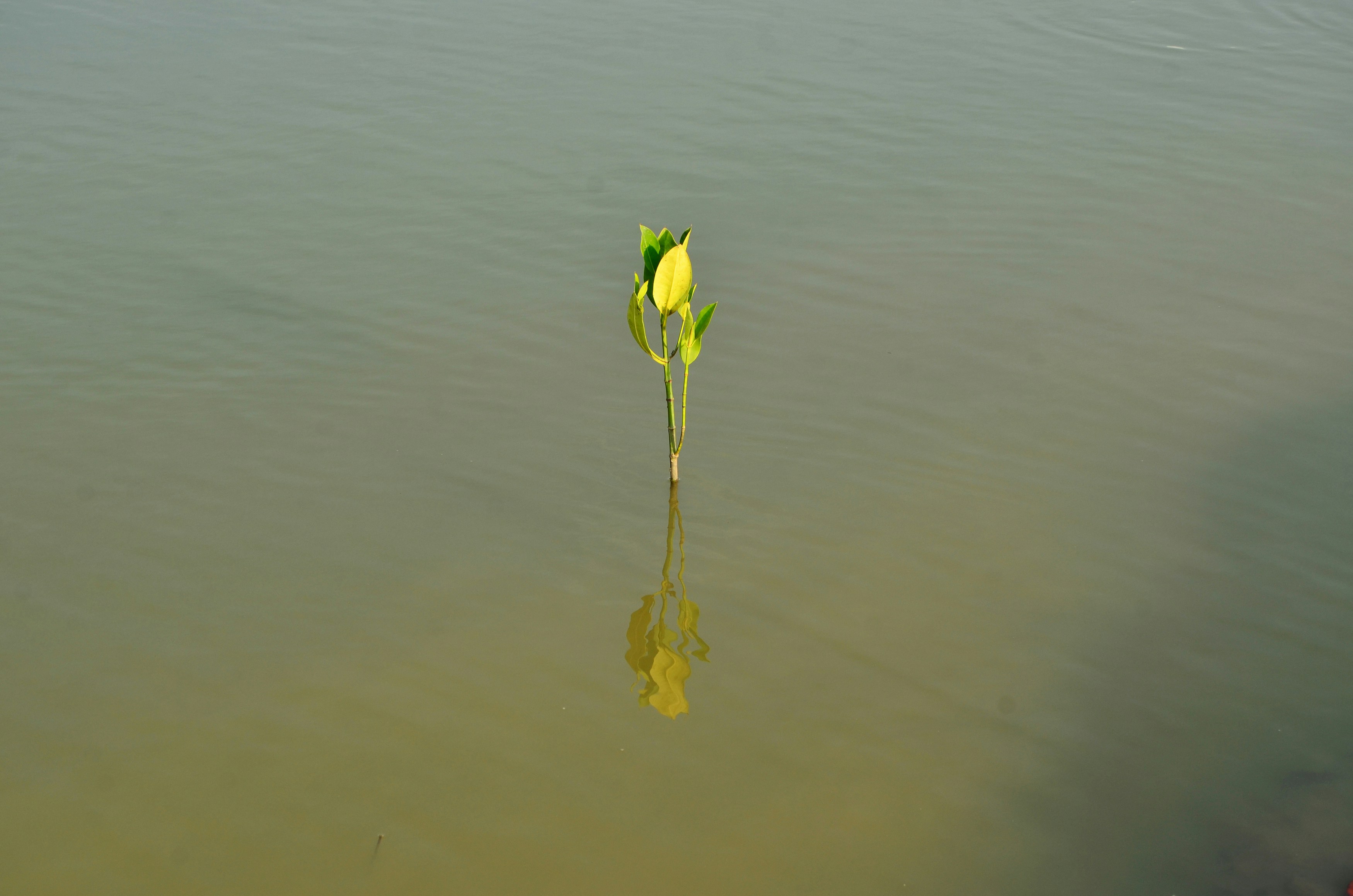 Solitary Yellow Bloom Rising from a Gradient Pool