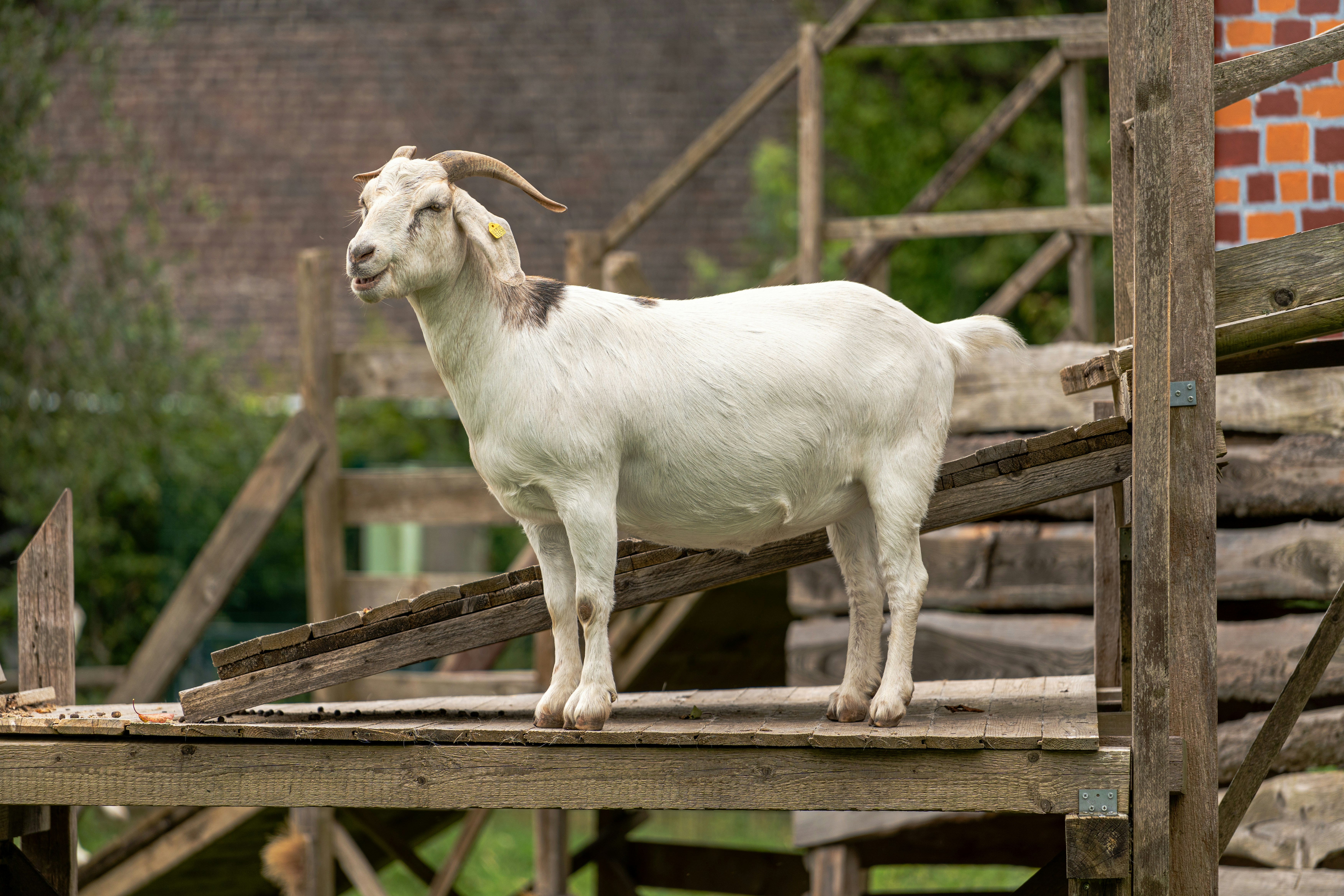 A white goat standing on a wooden platform photo – Free Goat Image on ...