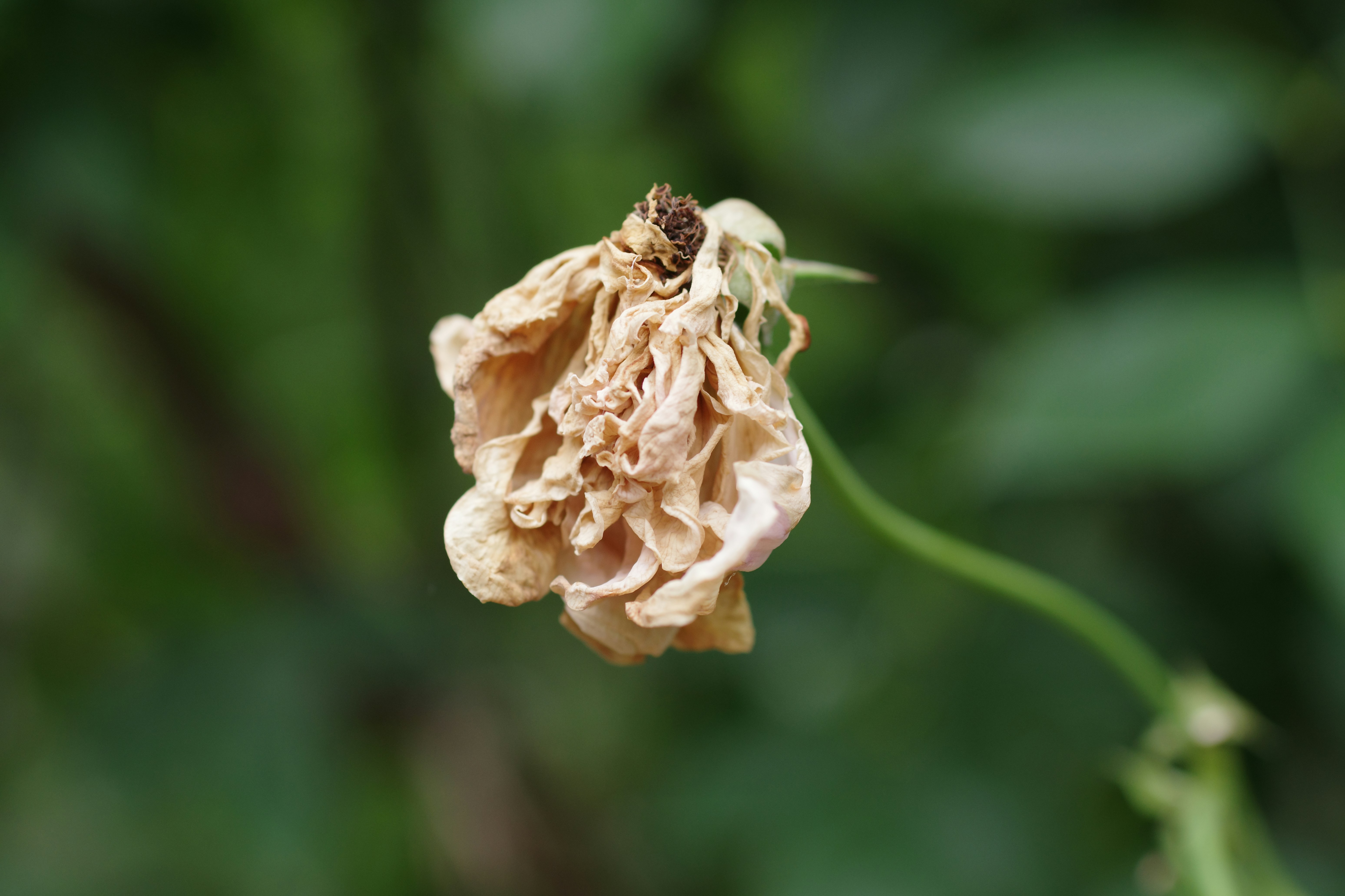 Beautiful green and flower garden、新緑と美しい花が織りなす絶景 A superb view of fresh greenery and beautiful flowers Beautiful dried flowers 美しいドライフラワー