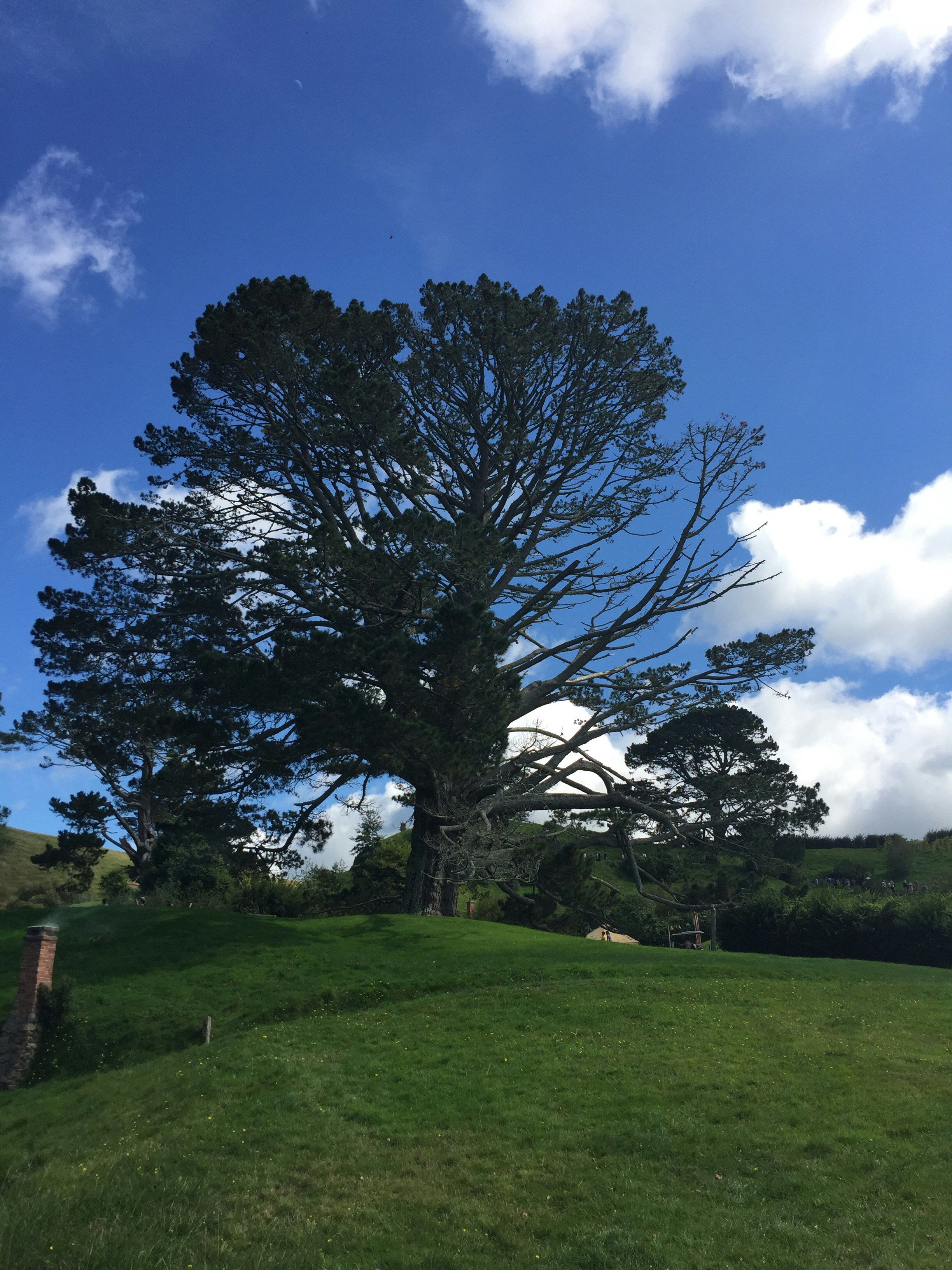 A large tree sitting on top of a lush green hillside photo – Free ...