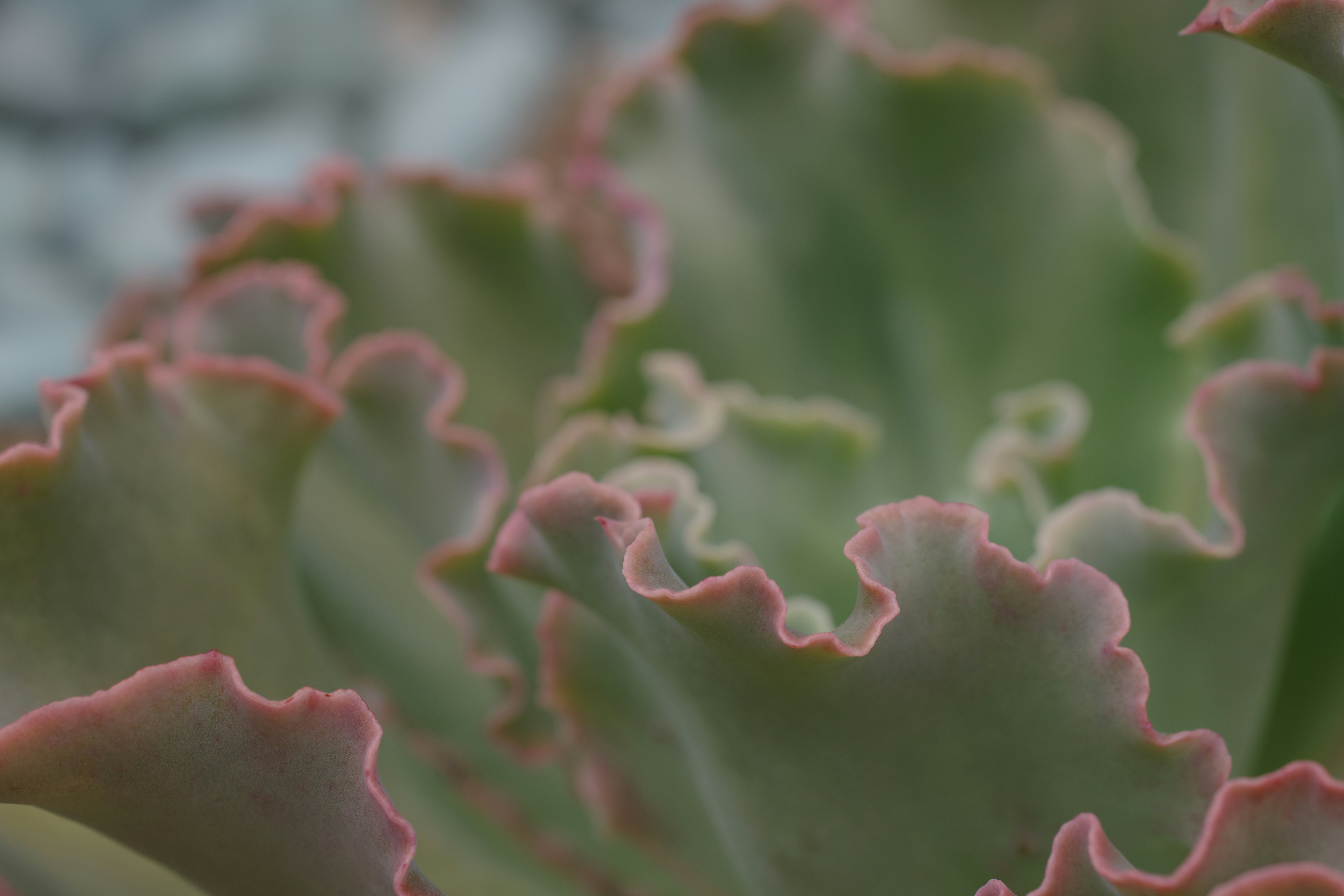 Curled Edges, Soft Pink Trim: A Macro Study of Succulent Ruffles
