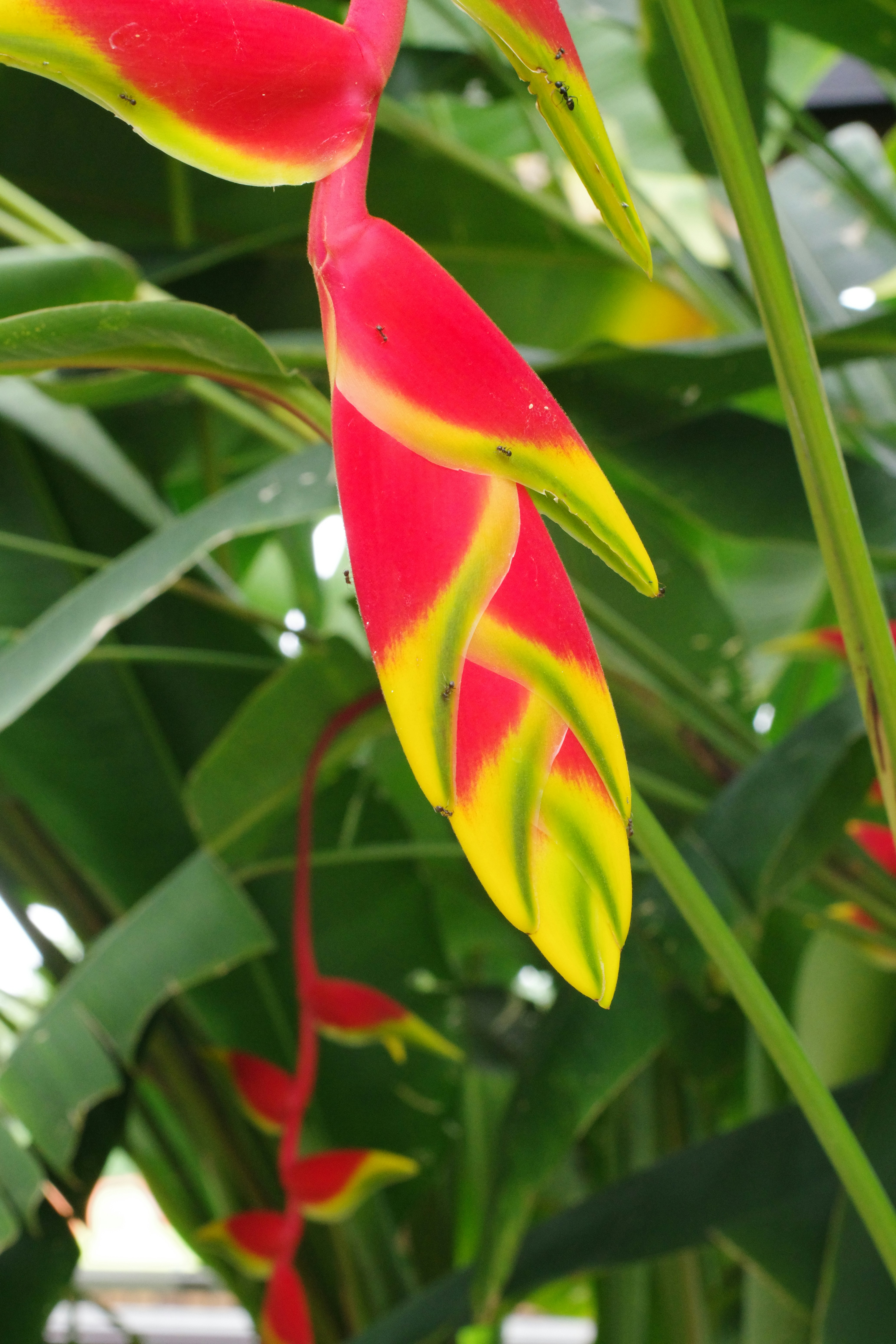 A red and yellow plant with green leaves photo – Free ダリア Image on Unsplash