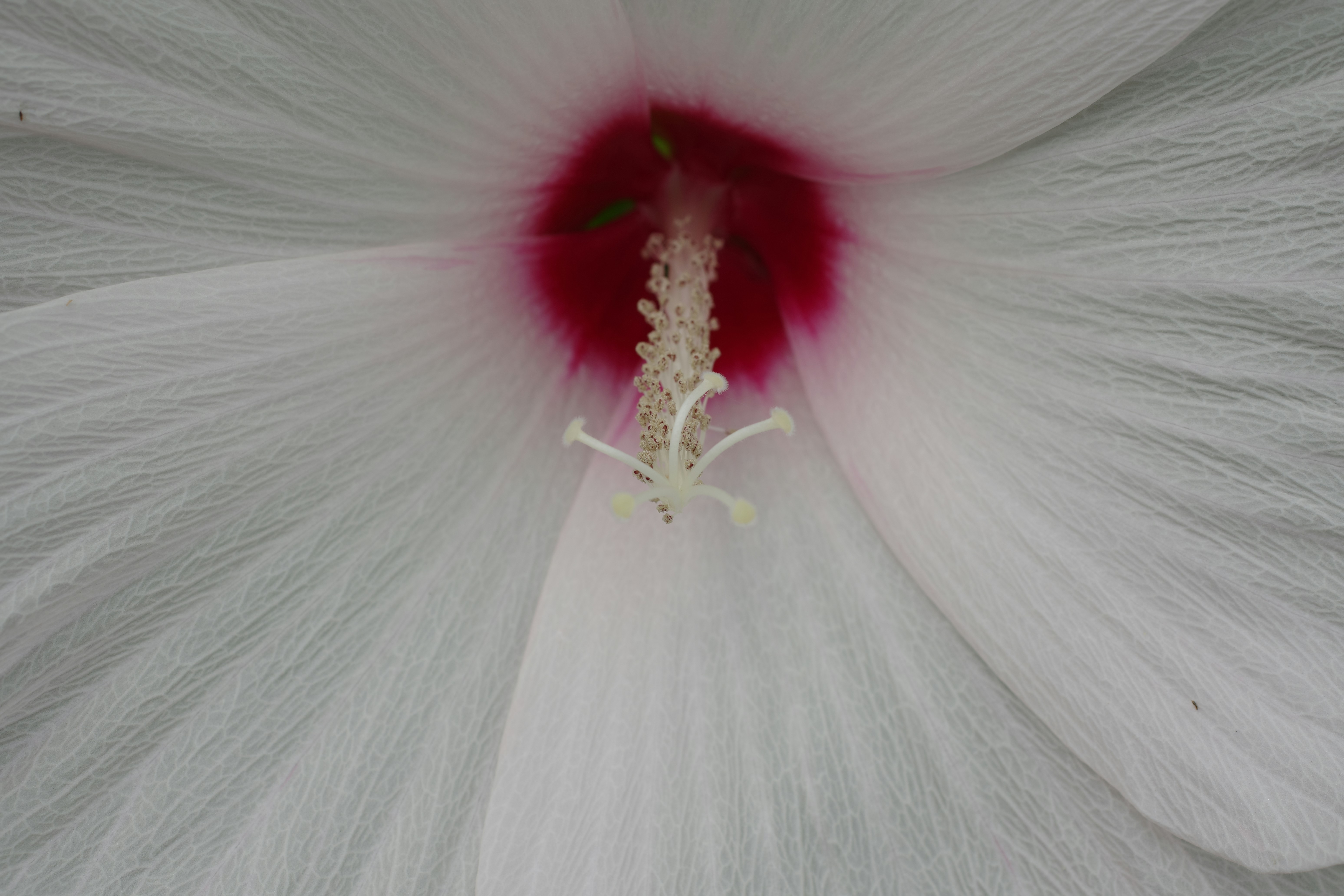 Center Stamen: A Close-Up of a White Hibiscus Staminal Core