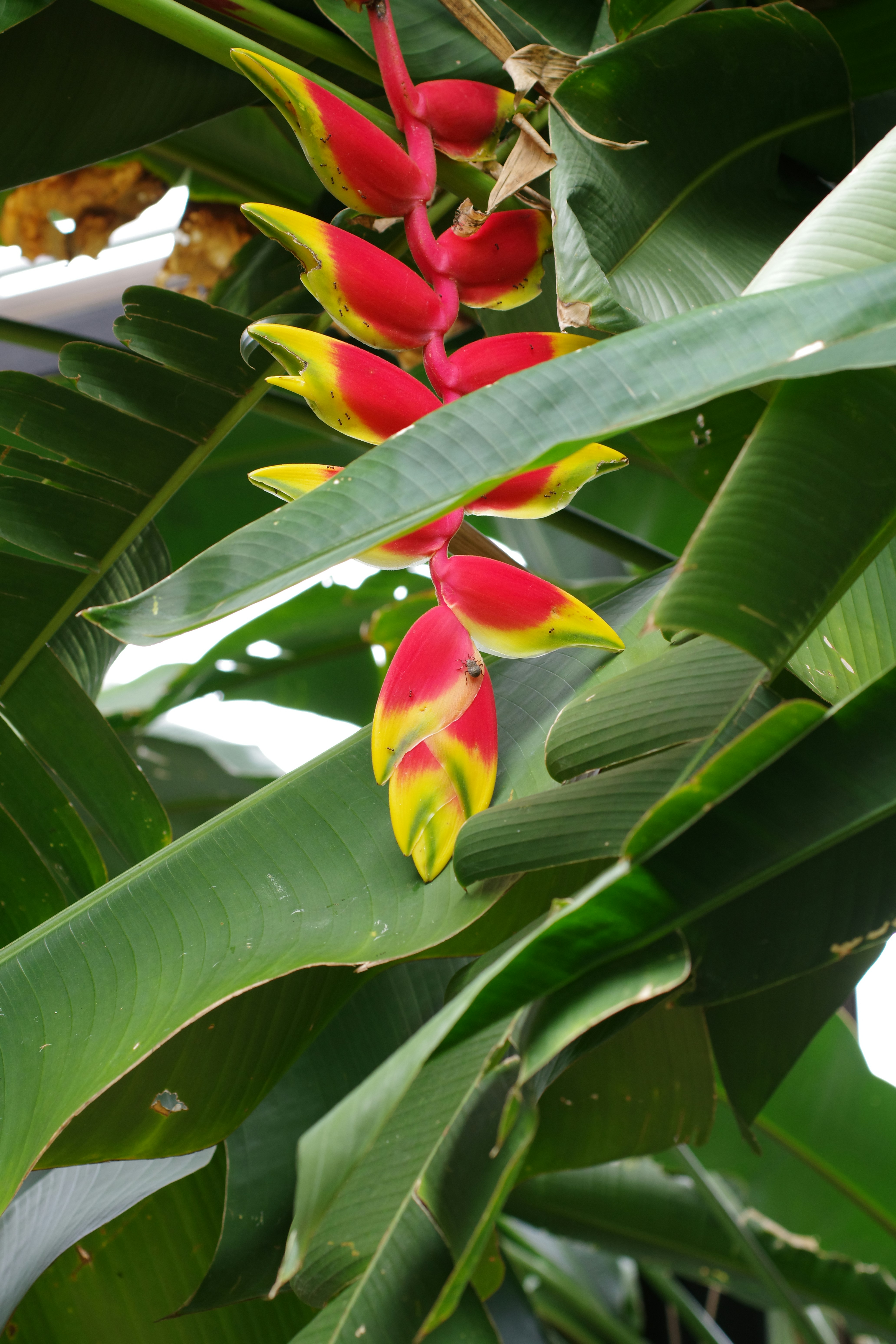 Crimson-Yellow Heliconia Bloom Weaving Through Broad Tropical Leaves