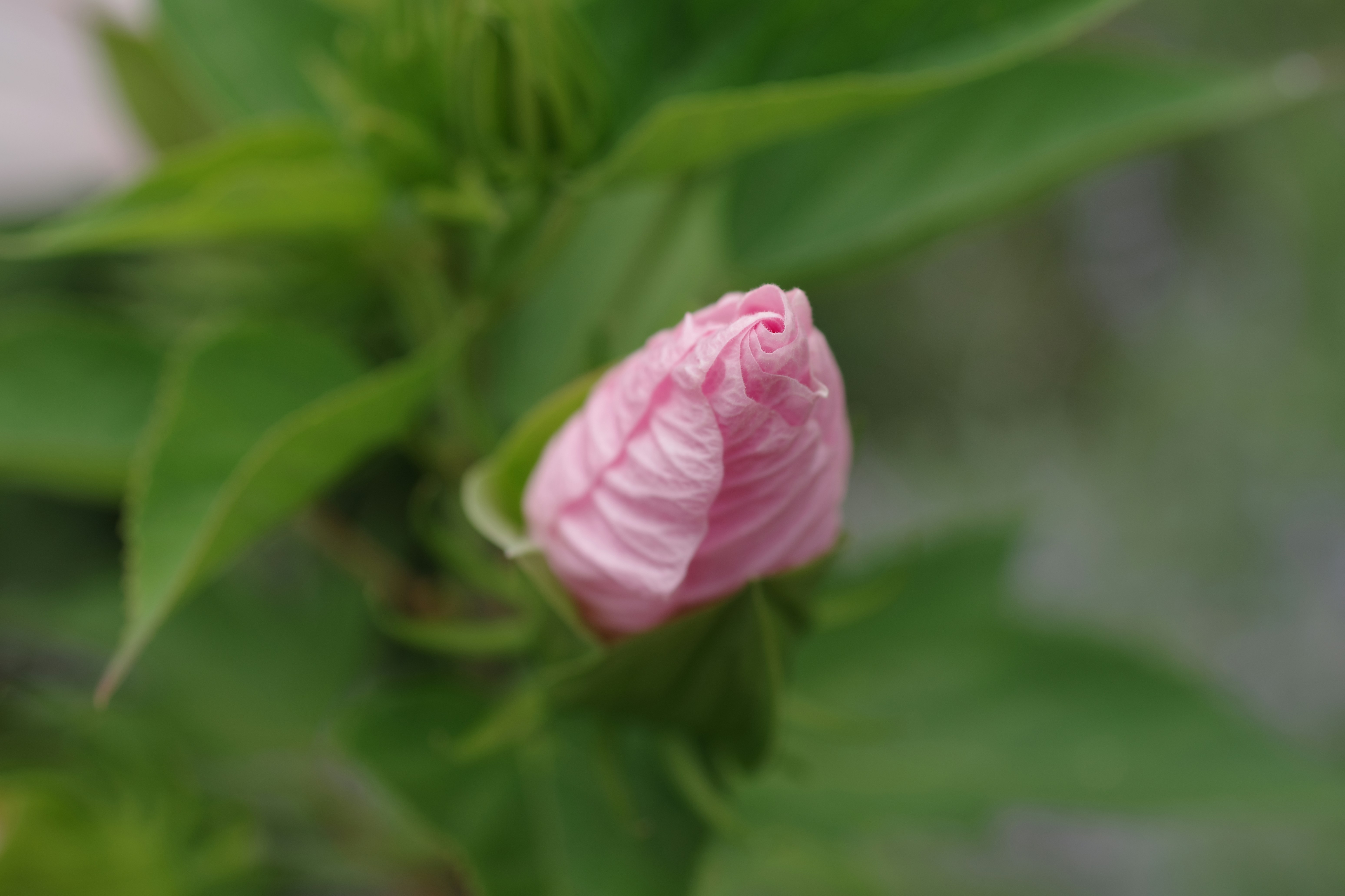 Petaled Whisper: a pink bud emerging through emerald blur