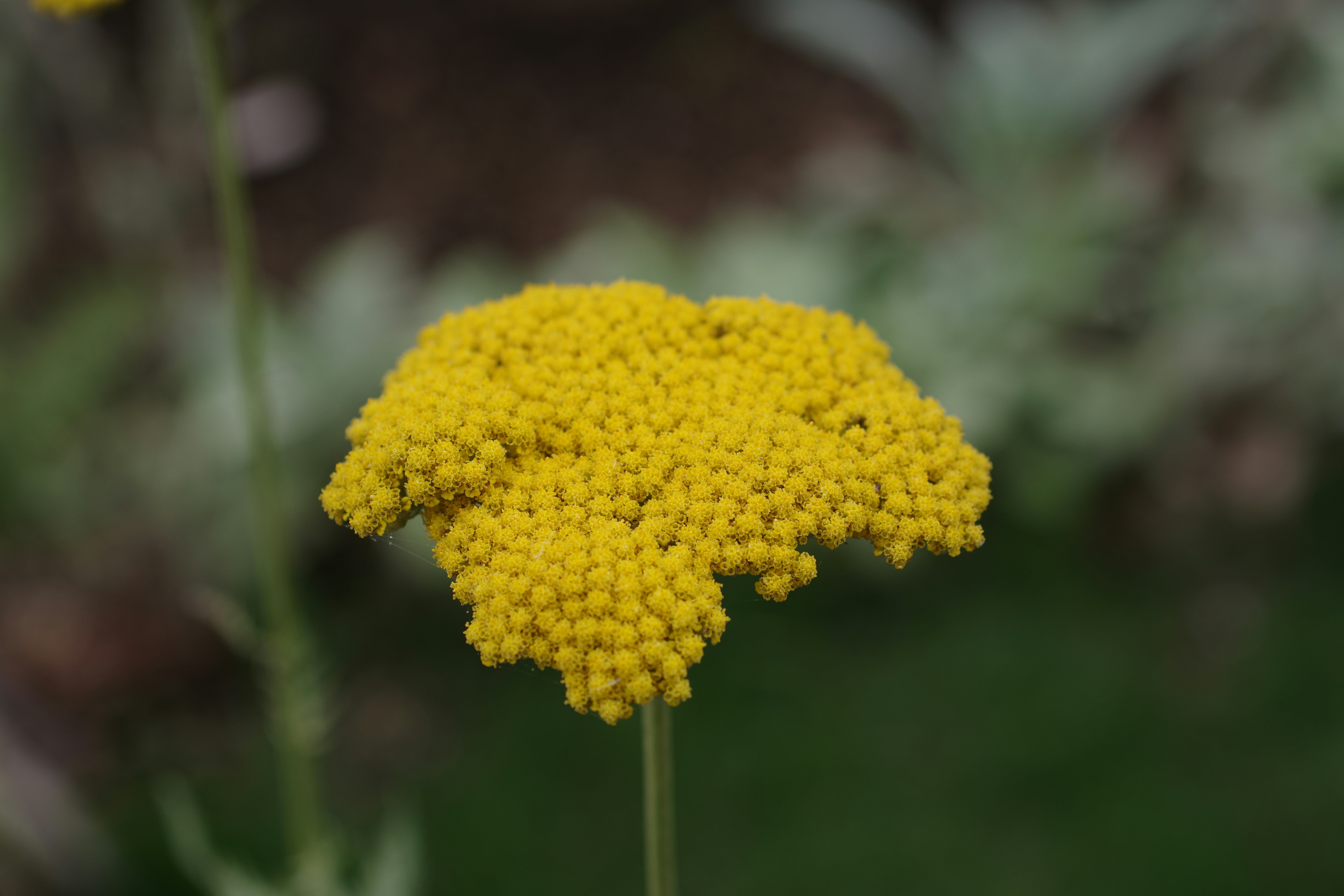 Beautiful green and flower garden、新緑と美しい花が織りなす絶景 A superb view of fresh greenery and beautiful flowers