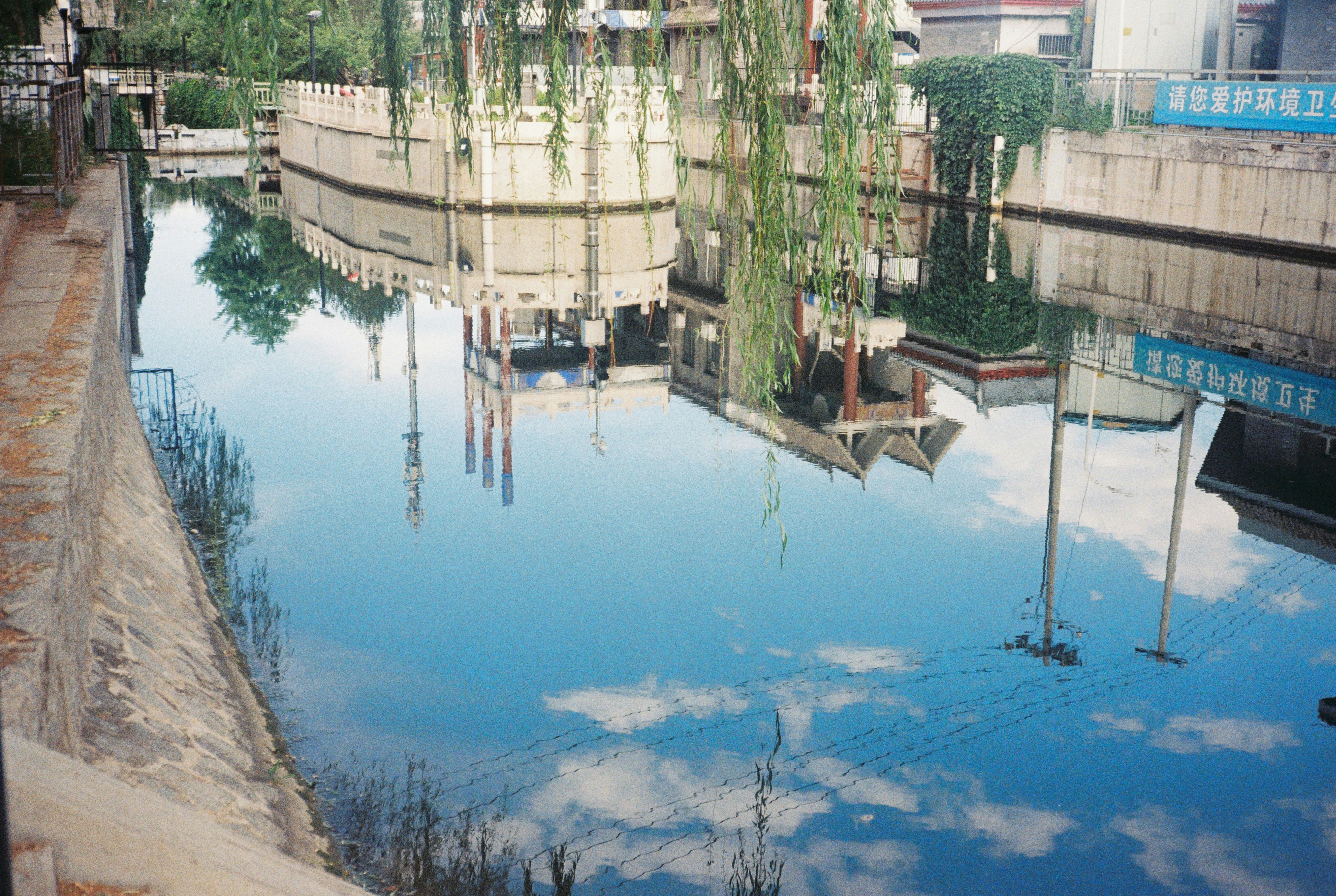 Urban Mirror: Weeping Willows Framing a Calm Canal Reflection