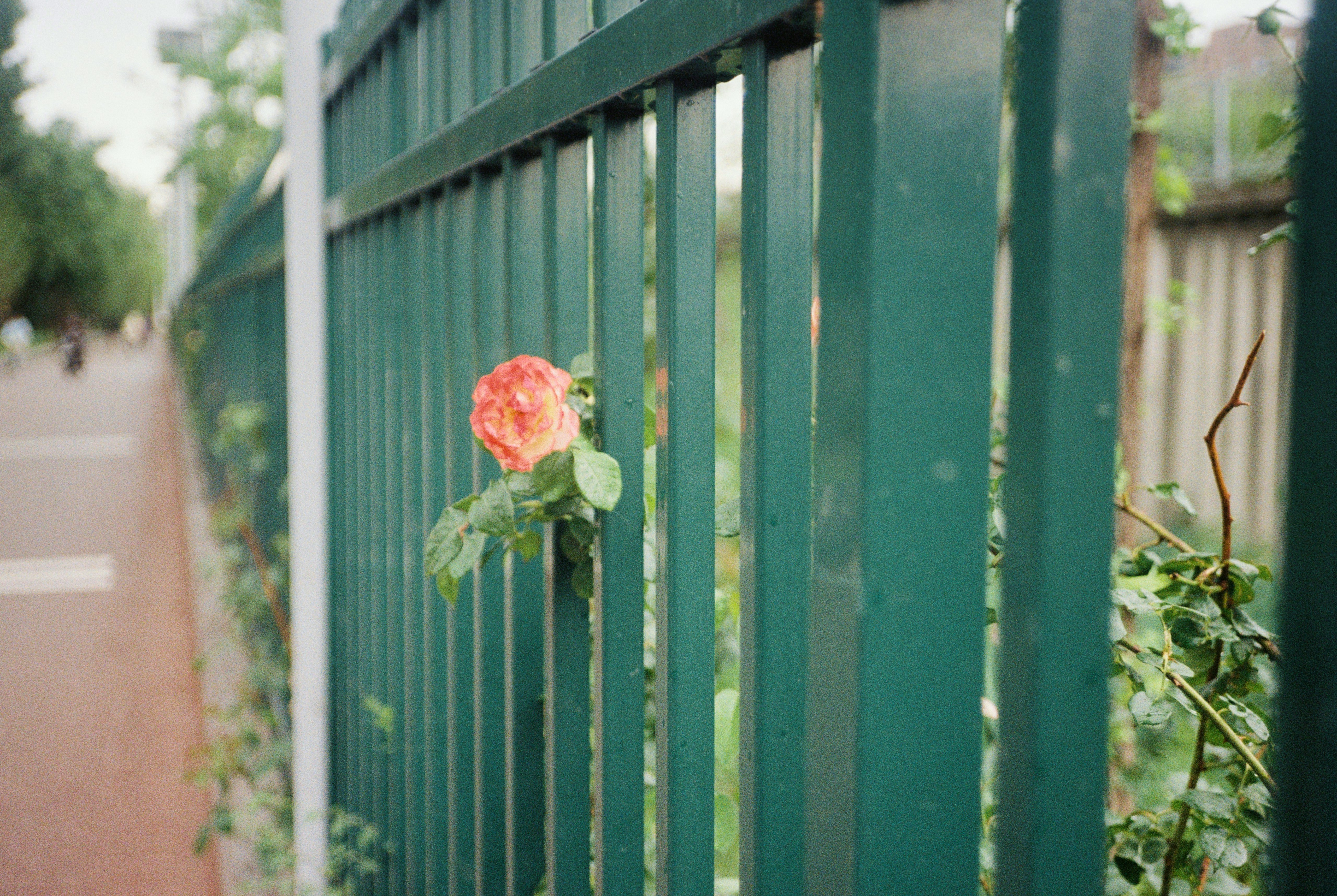 Rose Through the Rails: A Quiet Bloom Framed by Green Bars