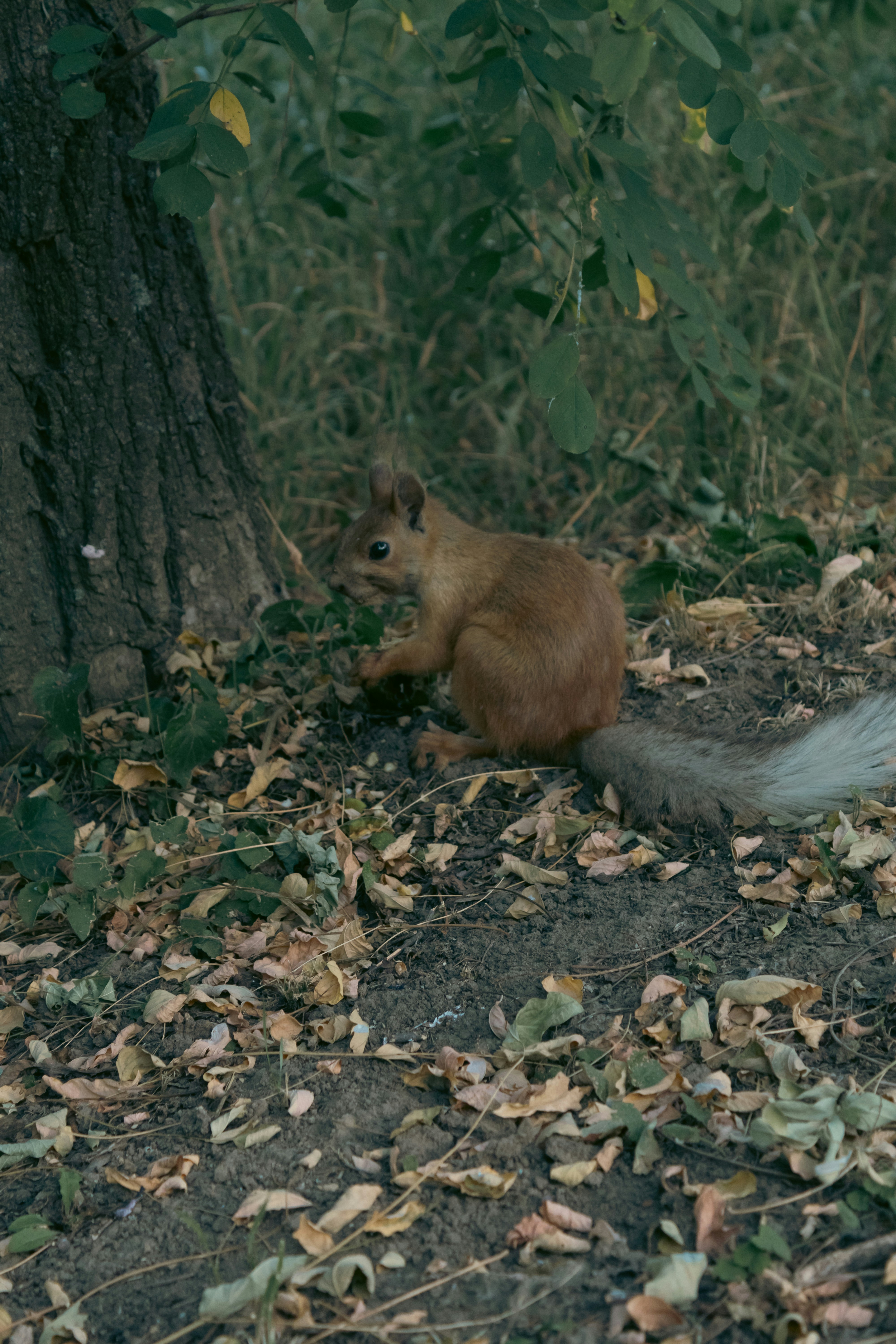 Squirrel eating a nut