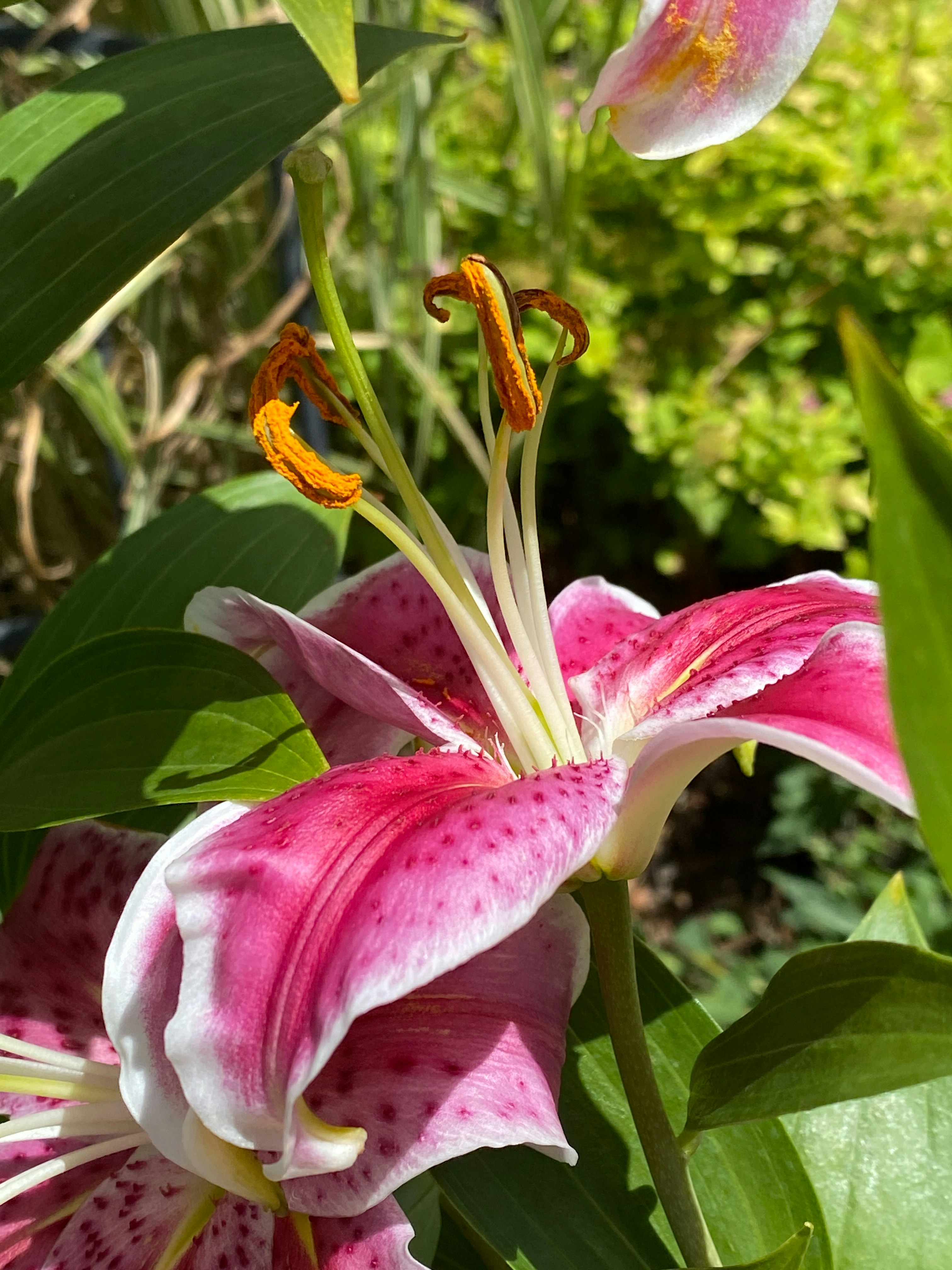 Stellar Pink Lily Stamen Drama in Sunlit Garden