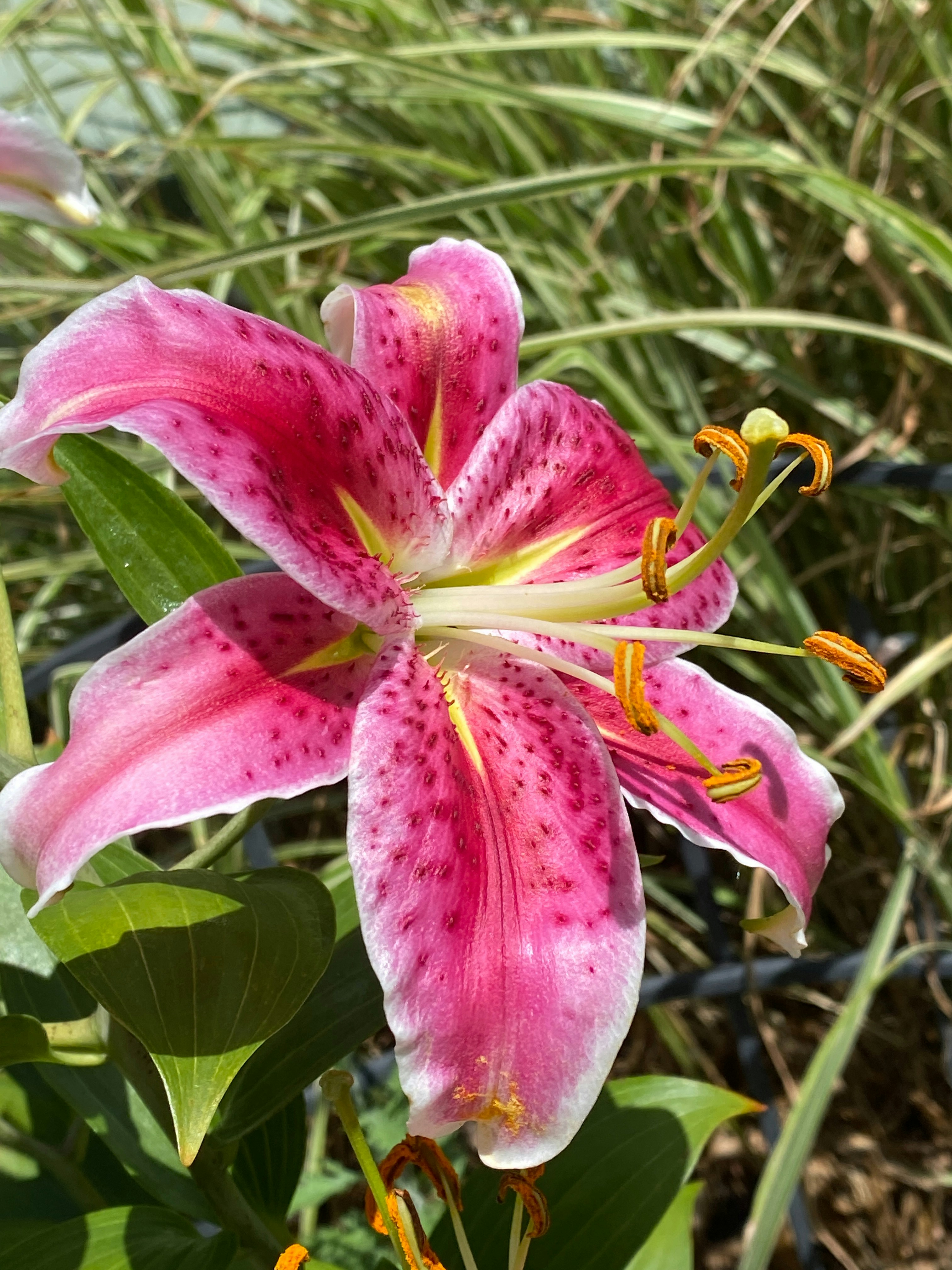 Pink Stargazer Lily in Sunlit Focus: Velvet Petals and Golden Stamens