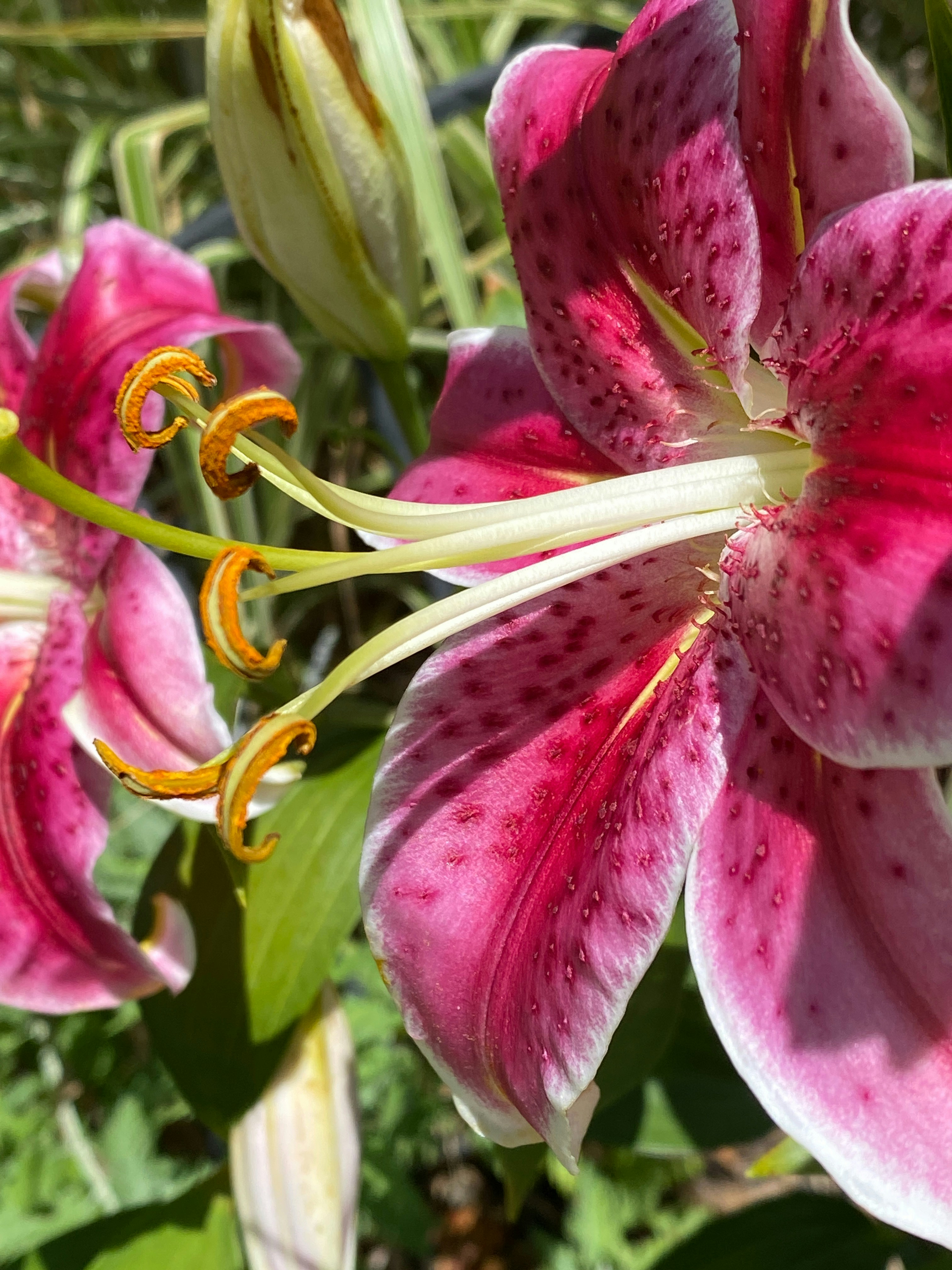 Velvet Fuchsia Lily Close-Up: Sunlit Petals and Golden Anthers