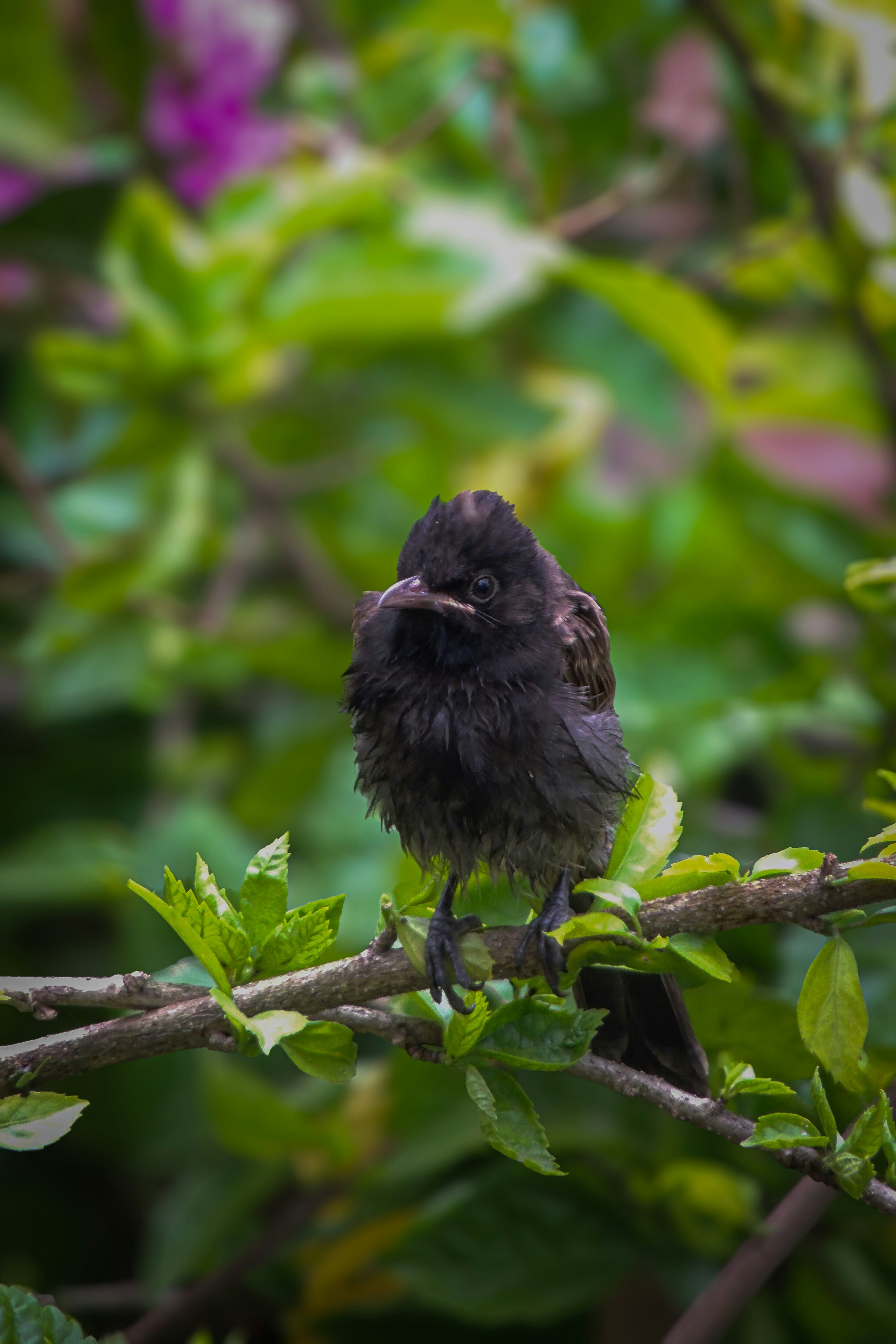 Midday Shadow on a Verdant Perch