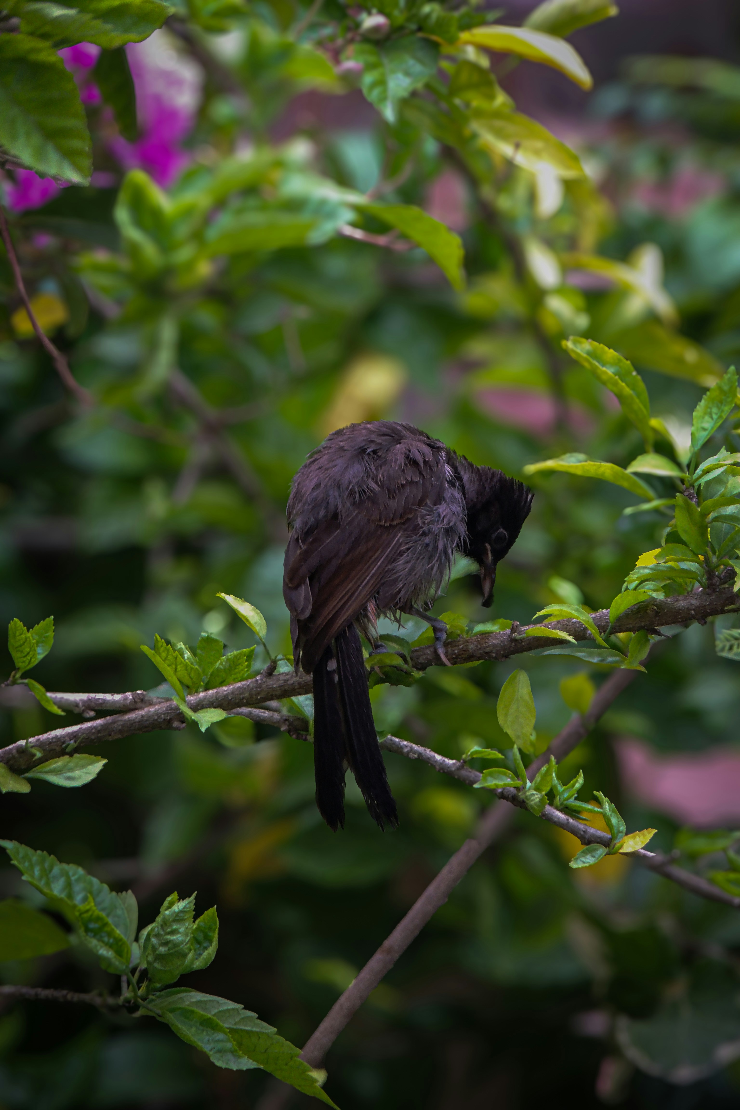 Whispered Perch: A Dark Warbler Bracing on a Slim Branch in a Sunlit Garden