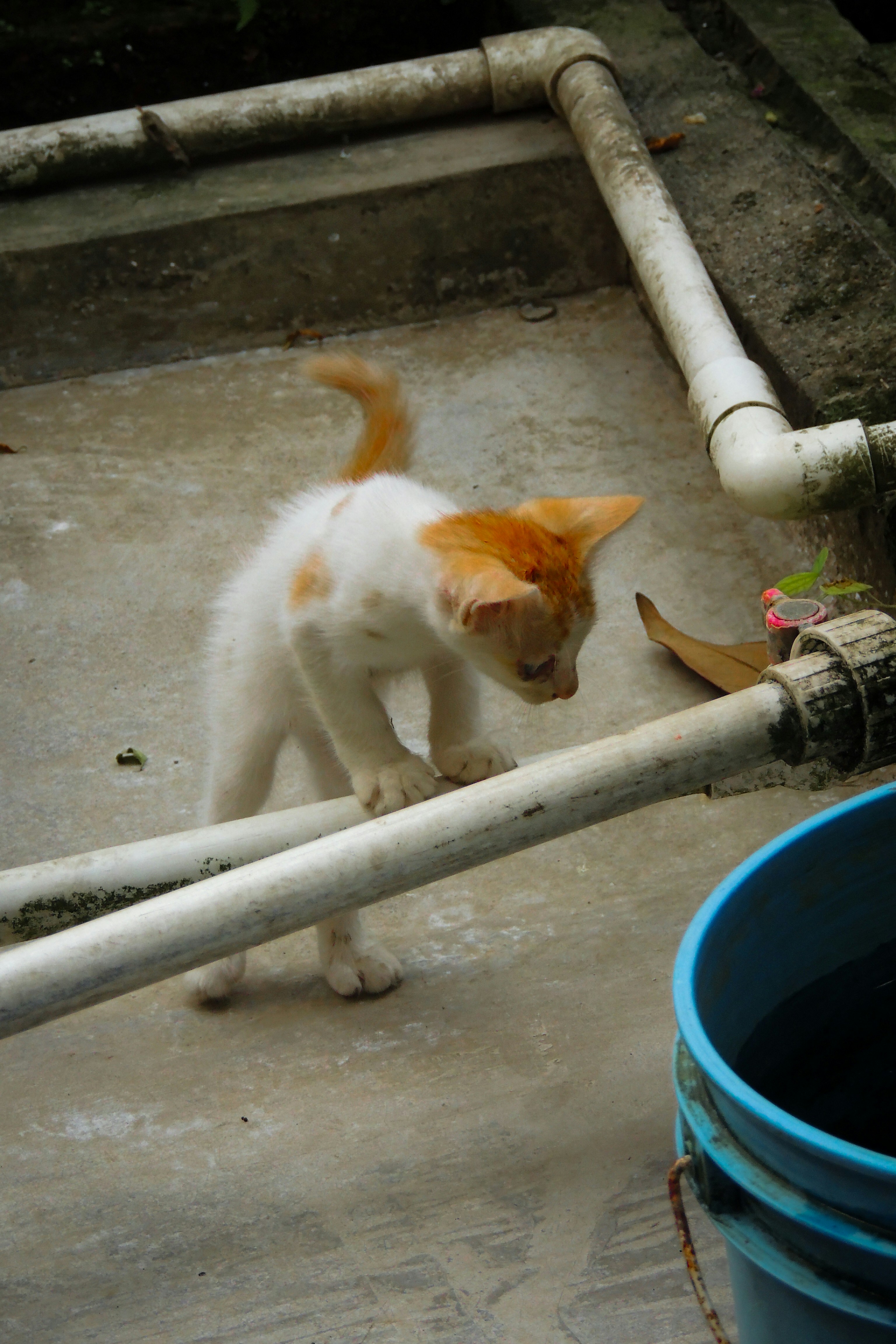 Curious Kitten Among White Pipes: A Small-Scale Investigation