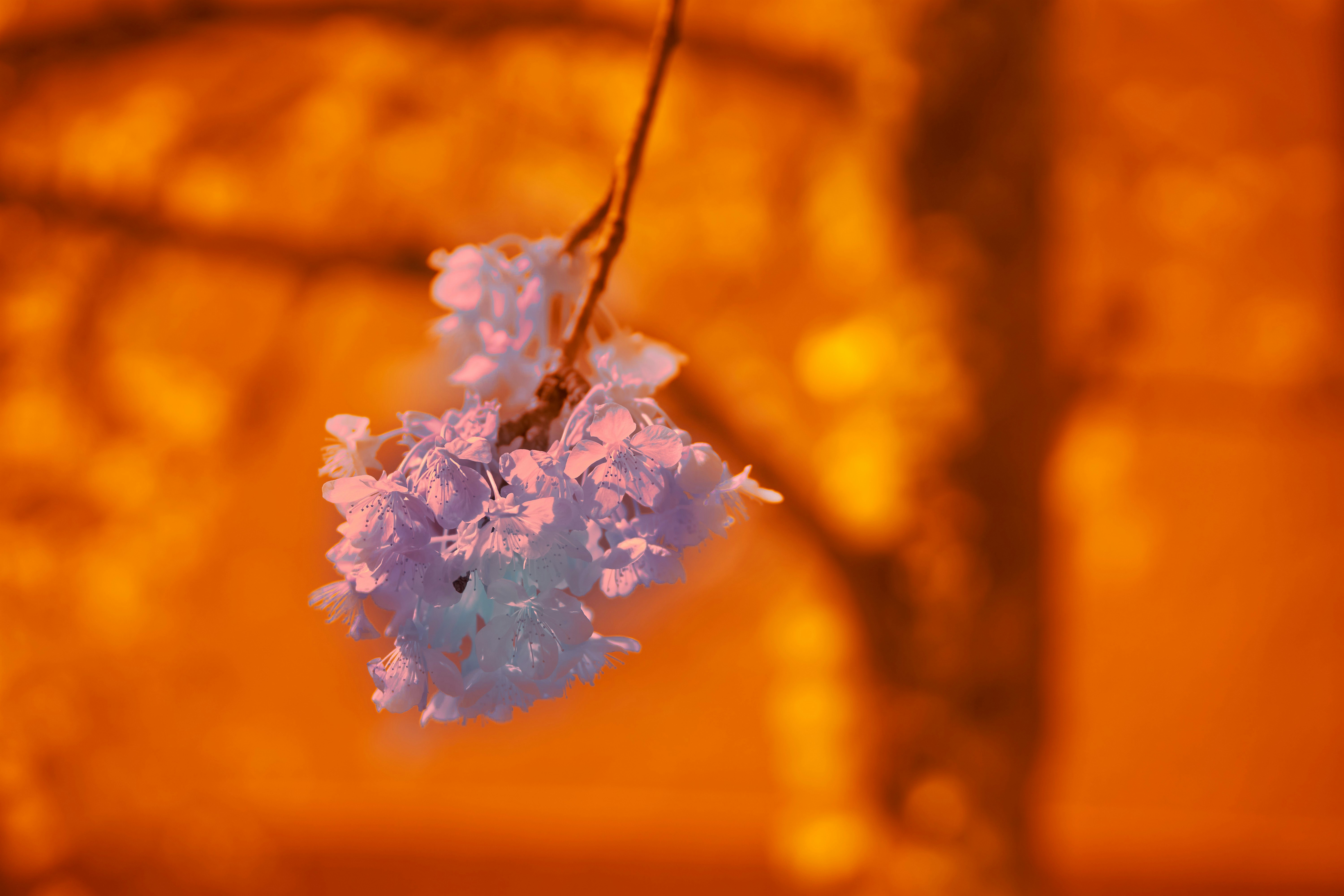 Photo by Wolfgang Hasselmann with Sony Alpha 7 II