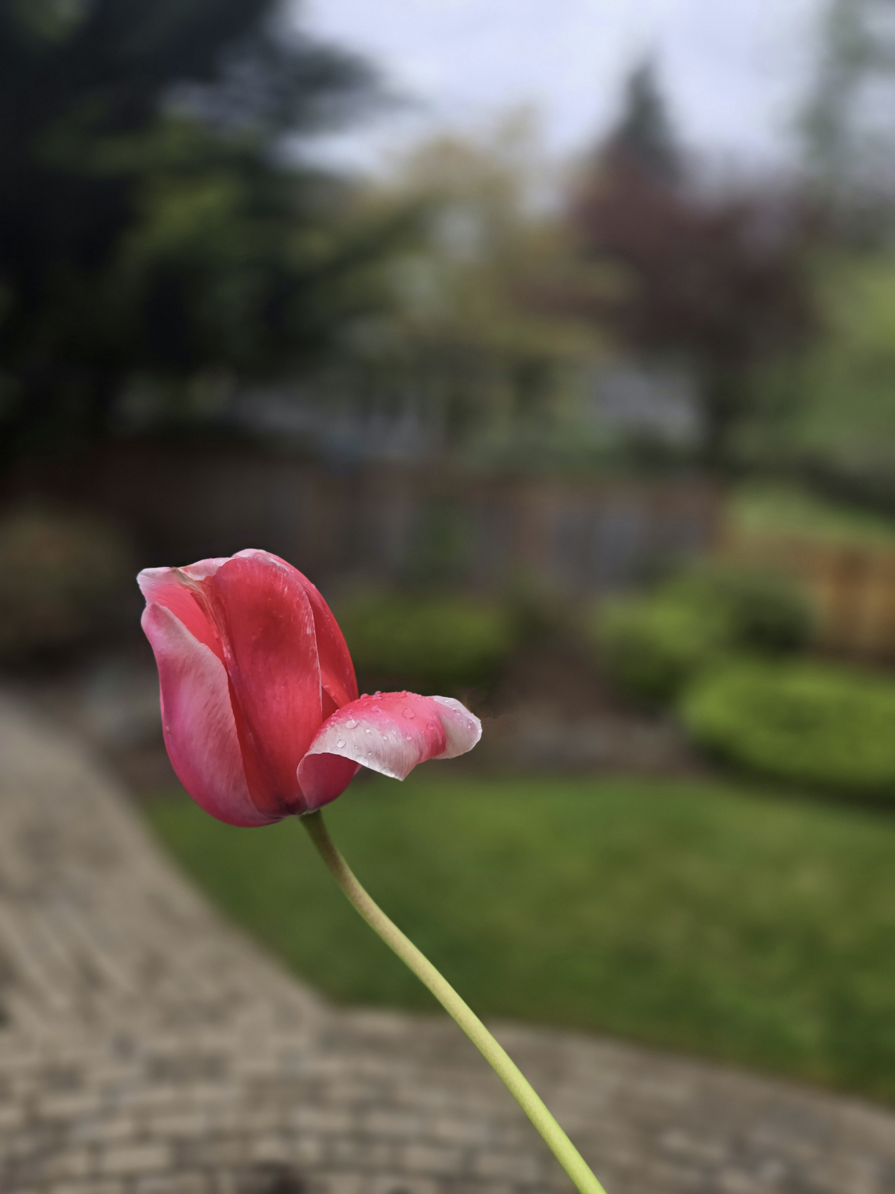 Single Pink Tulip Reaching Toward a Soft Garden Blur