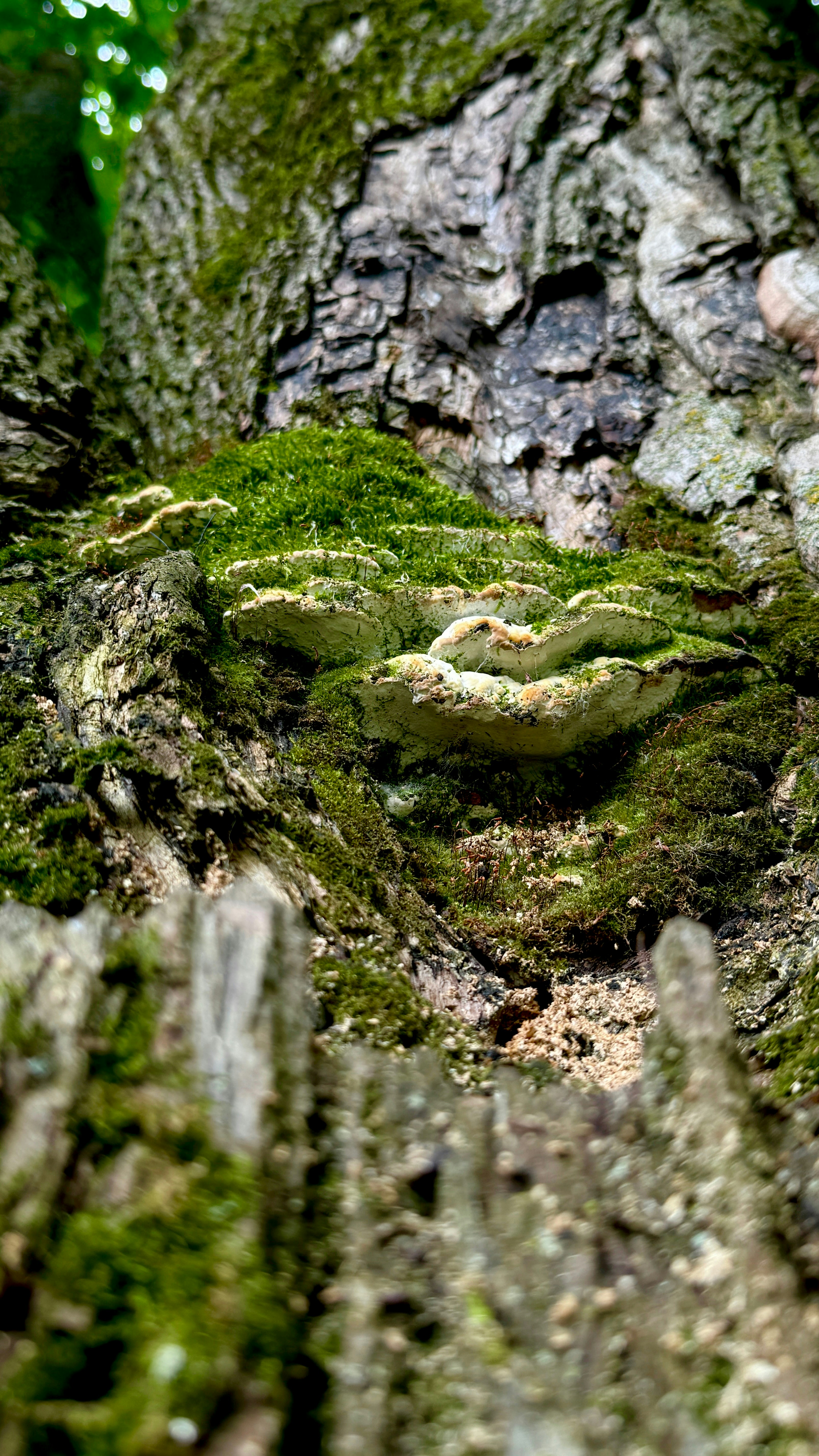Verdant Brackets on a Mossy Rock: Shelf Fungus Climb