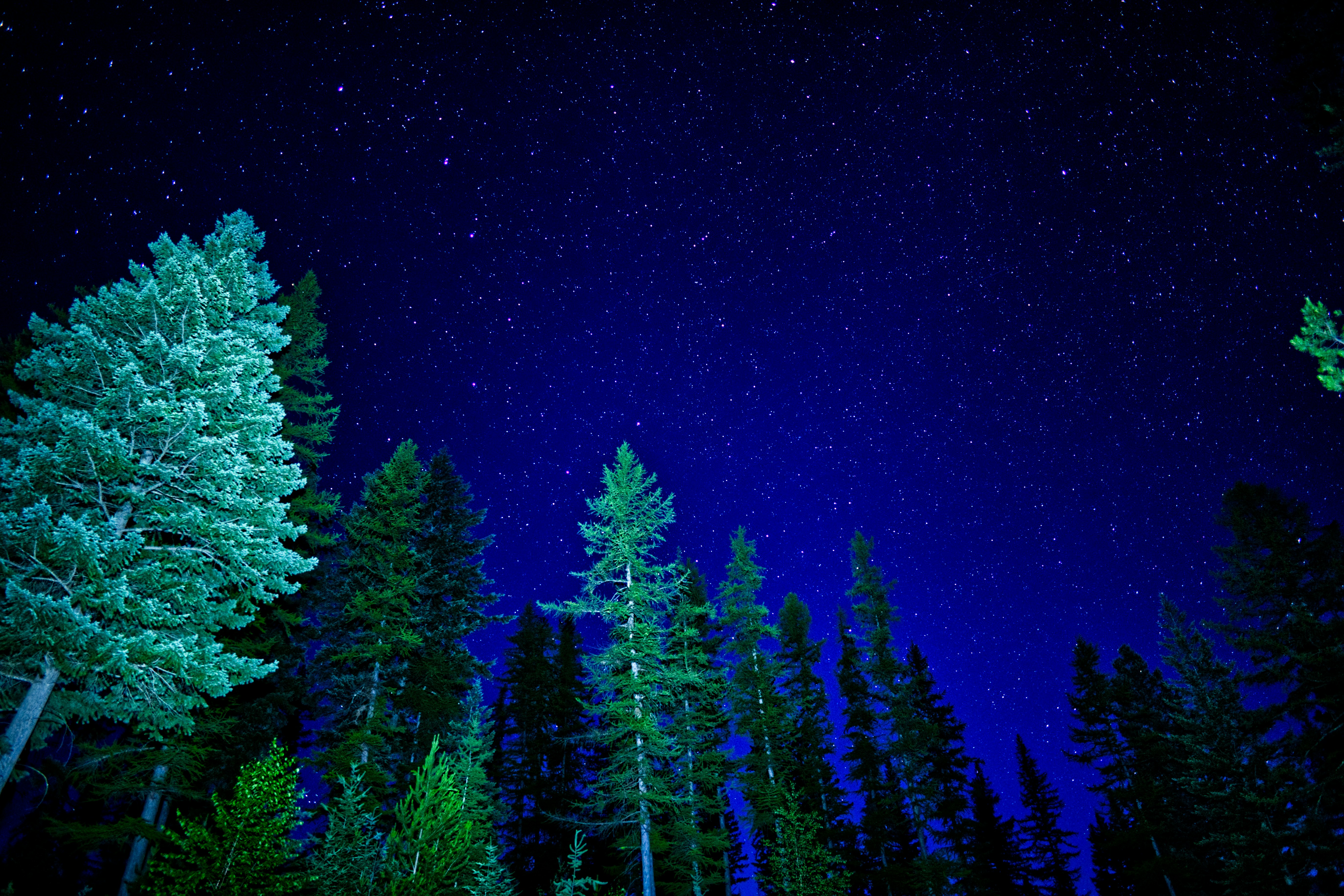 A night sky filled with stars and trees