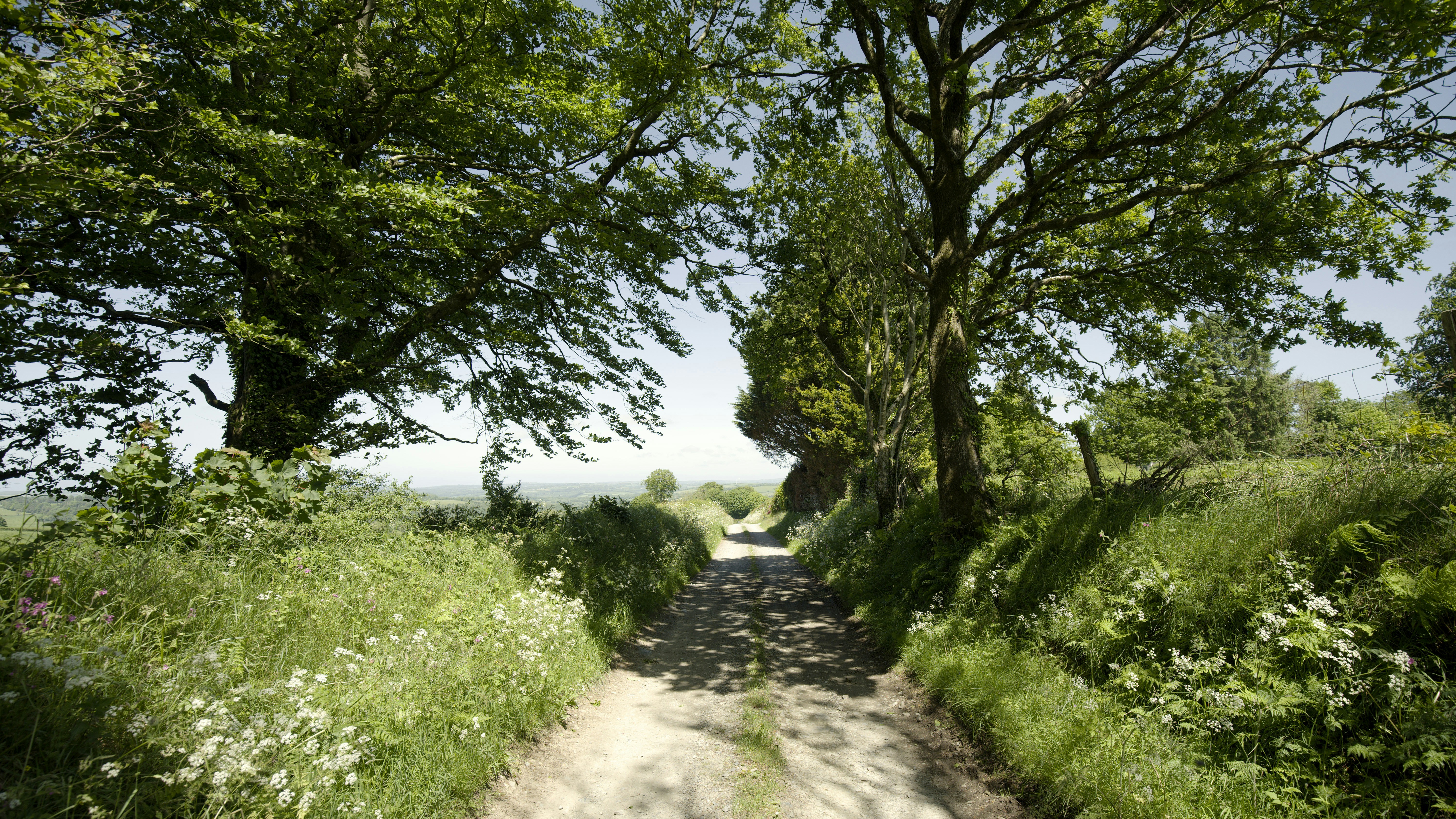 Sunlit Winding Lane: A Quiet Green Corridor