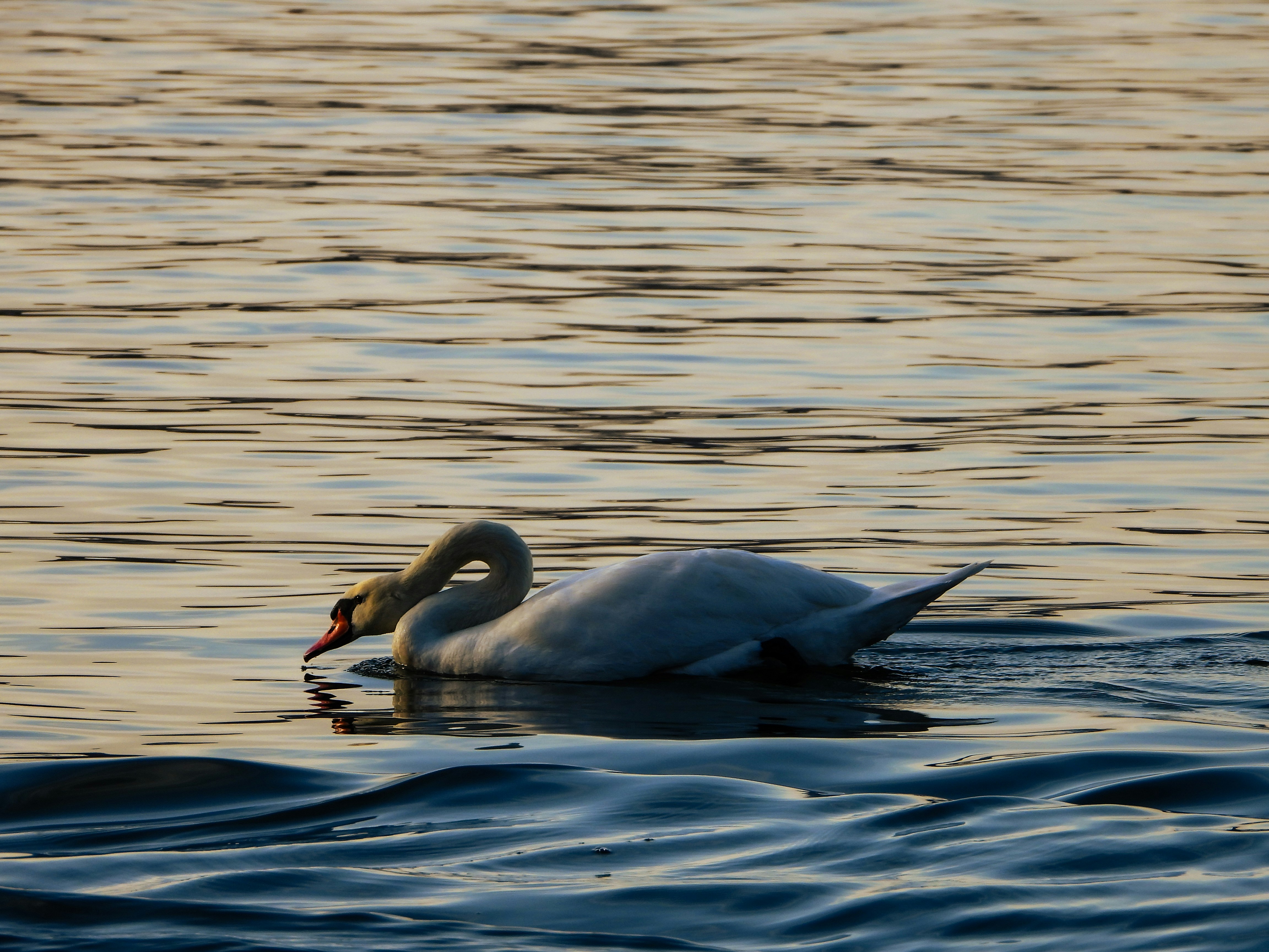 Swan gliding through shimmering water at sunset.