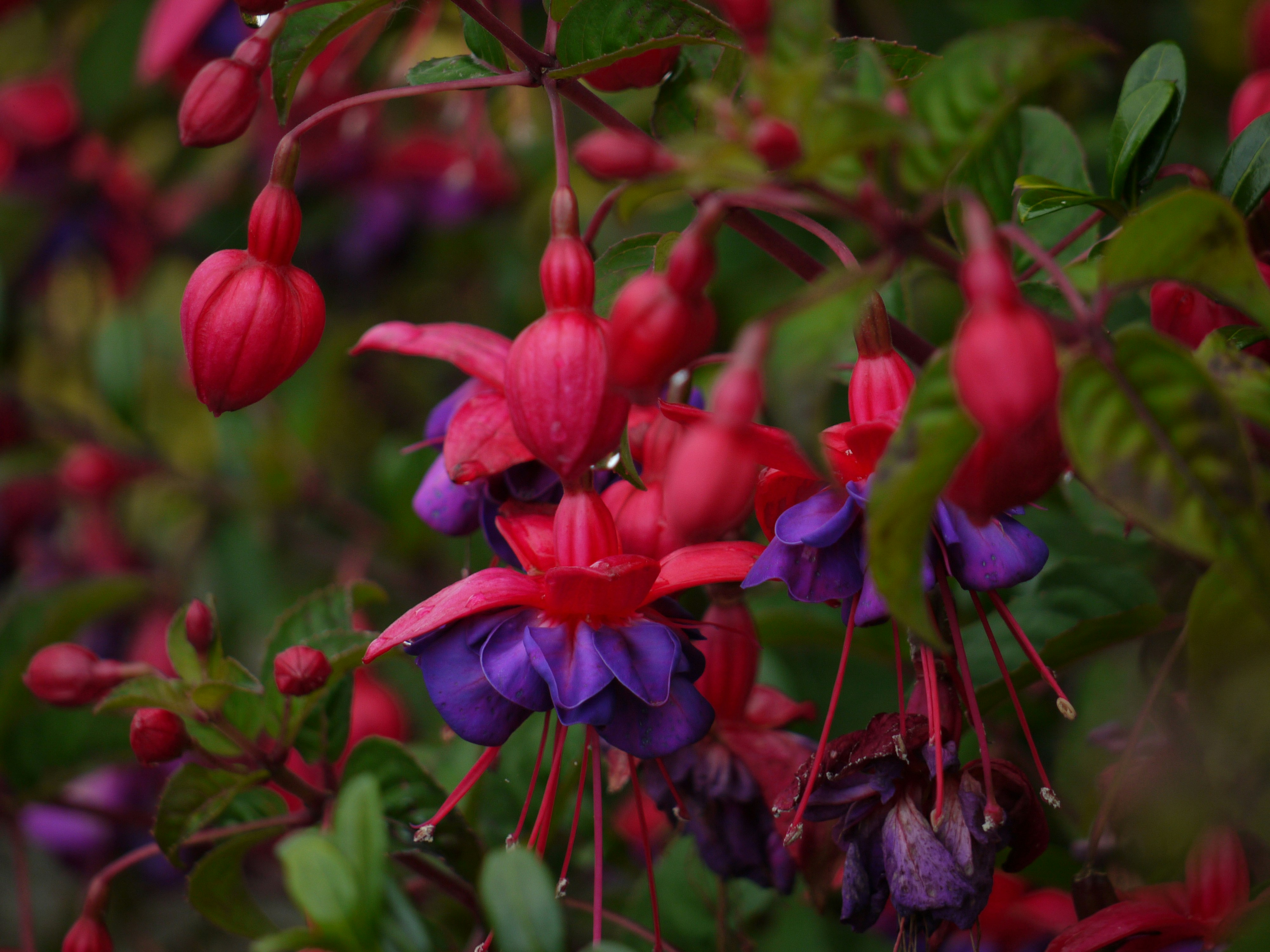 Photo by Fiona Dodd with Panasonic Lumix G10