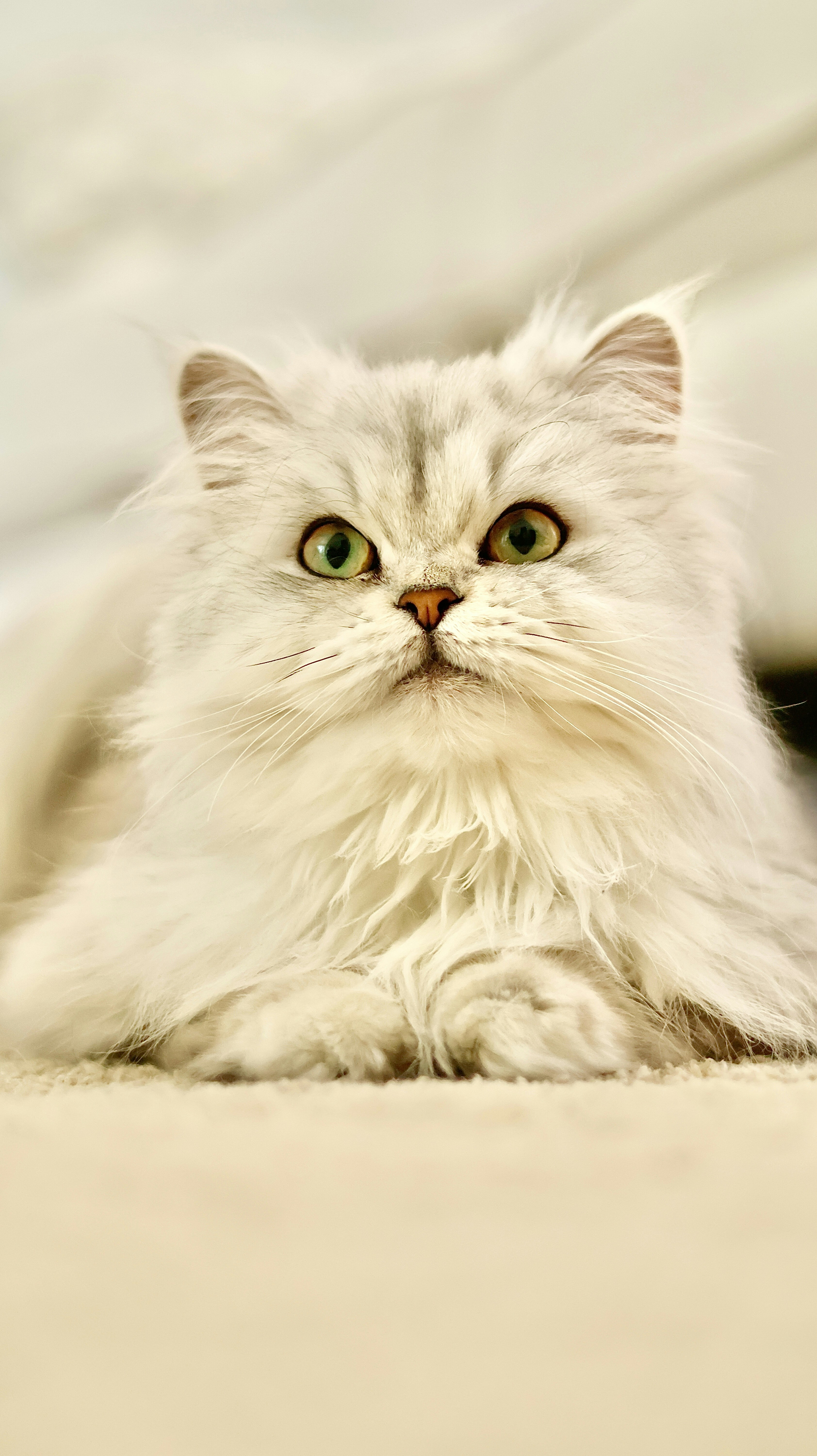 Love this picture that I took of this persian furry cat laying on the floor looking upDaniel Gomez