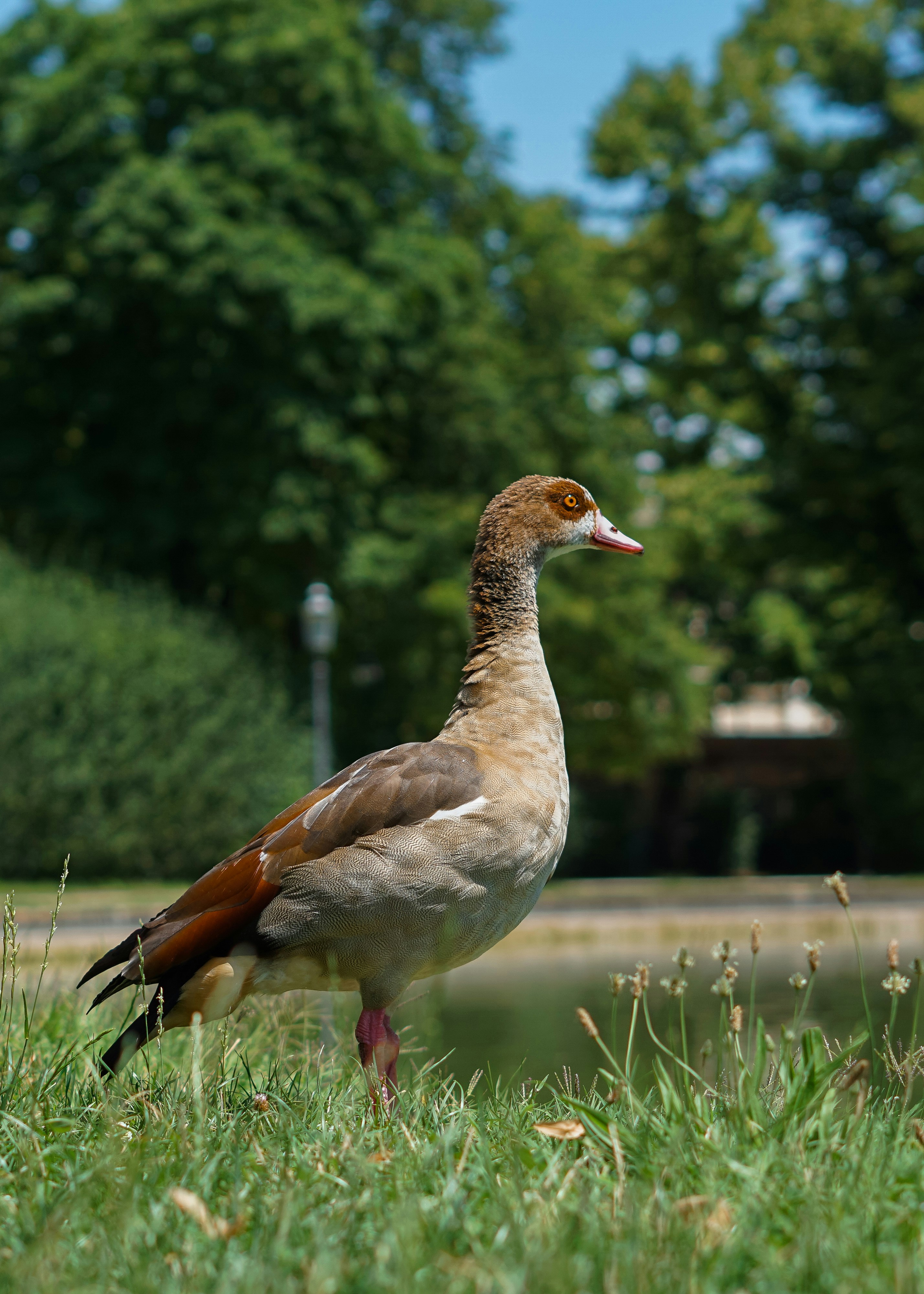 Park Pond Sentinel: A Sunlit Duck Poses Among Quiet Greens