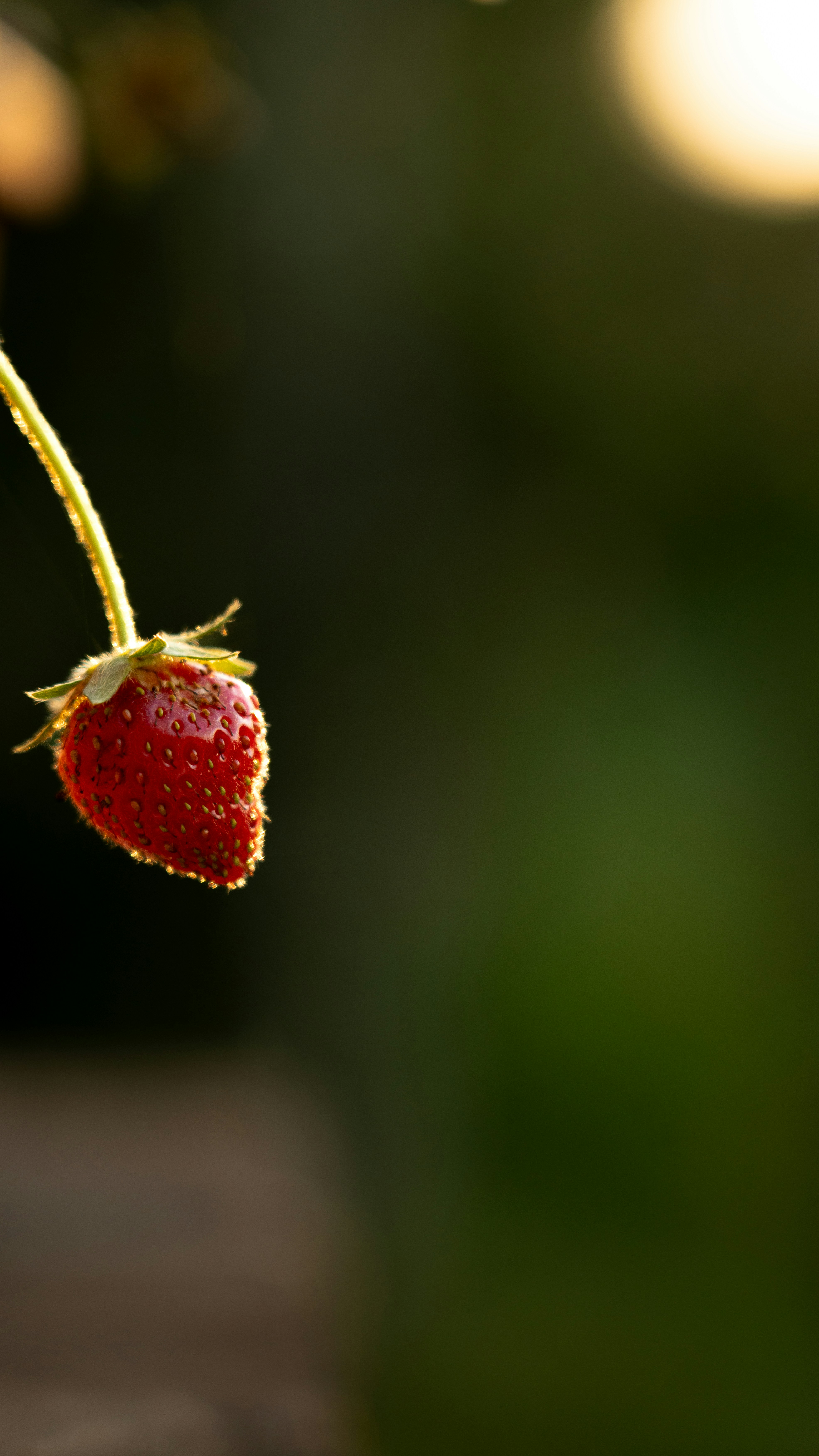 Dew-kissed Strawberry Suspended in Velvet Green Backdrop