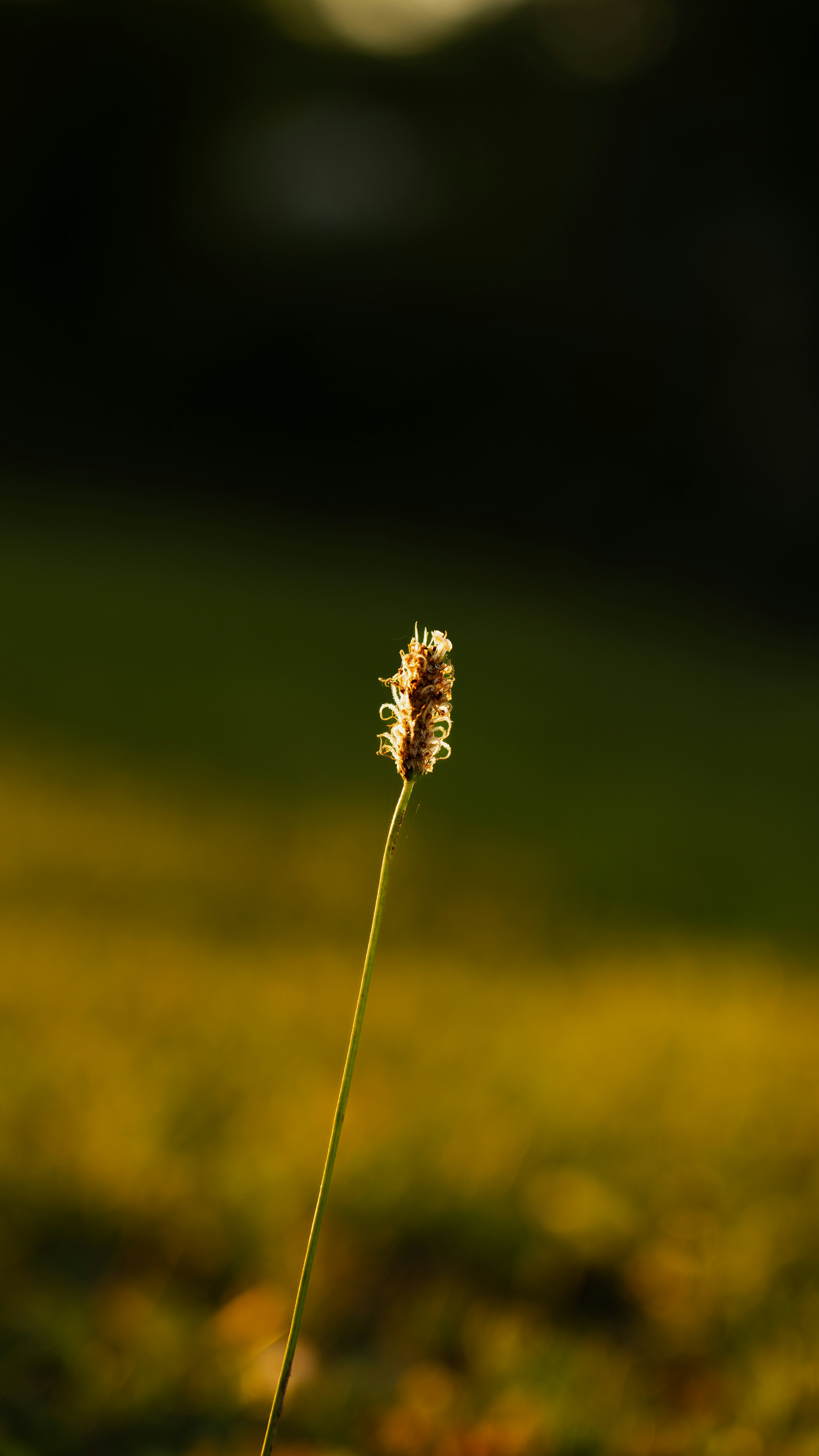 Lone Grass Seed Head in a Field of Golden Blur