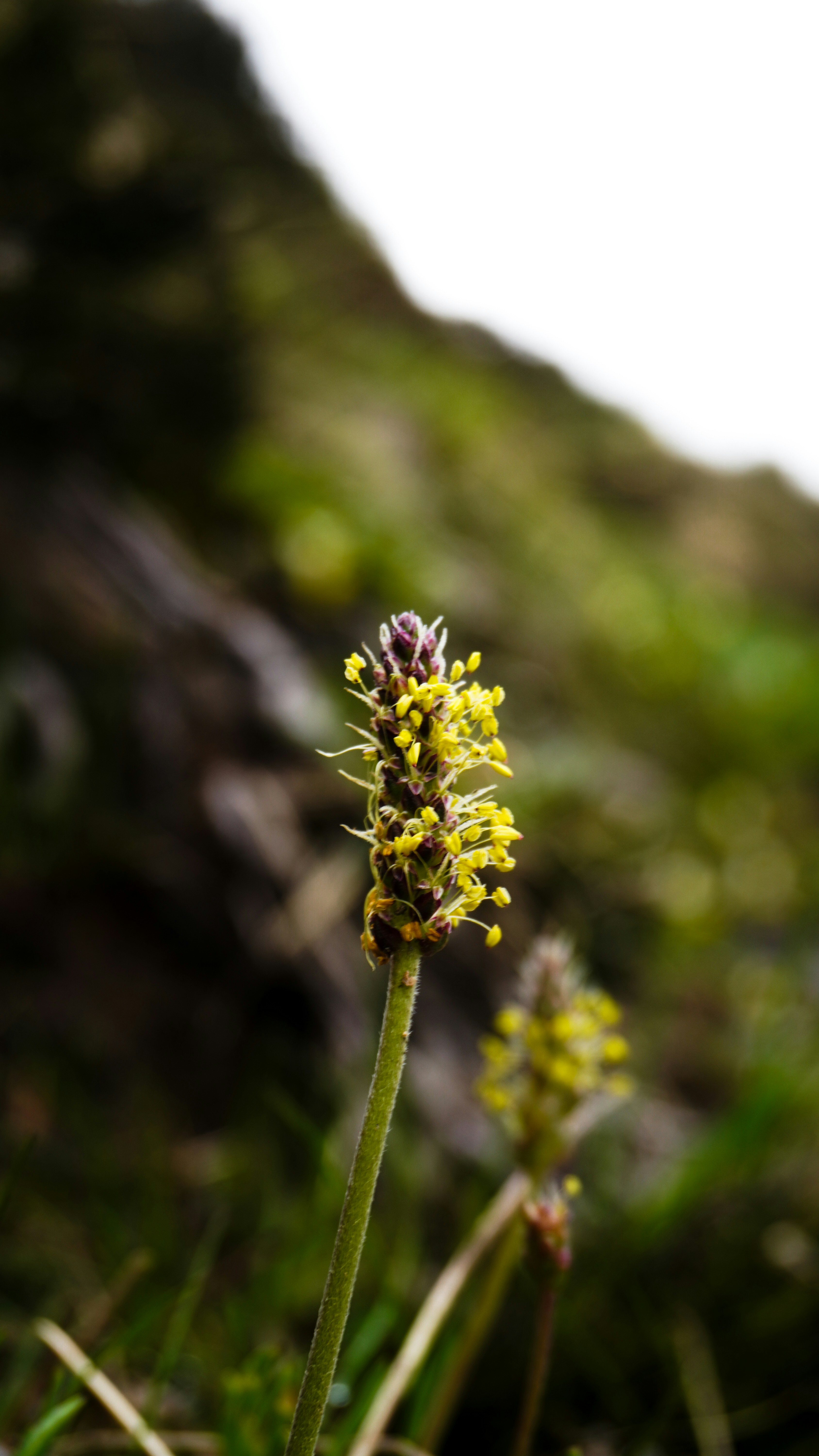 A Lone Yellow Flower Spike Reaching Toward Sunlit Sky