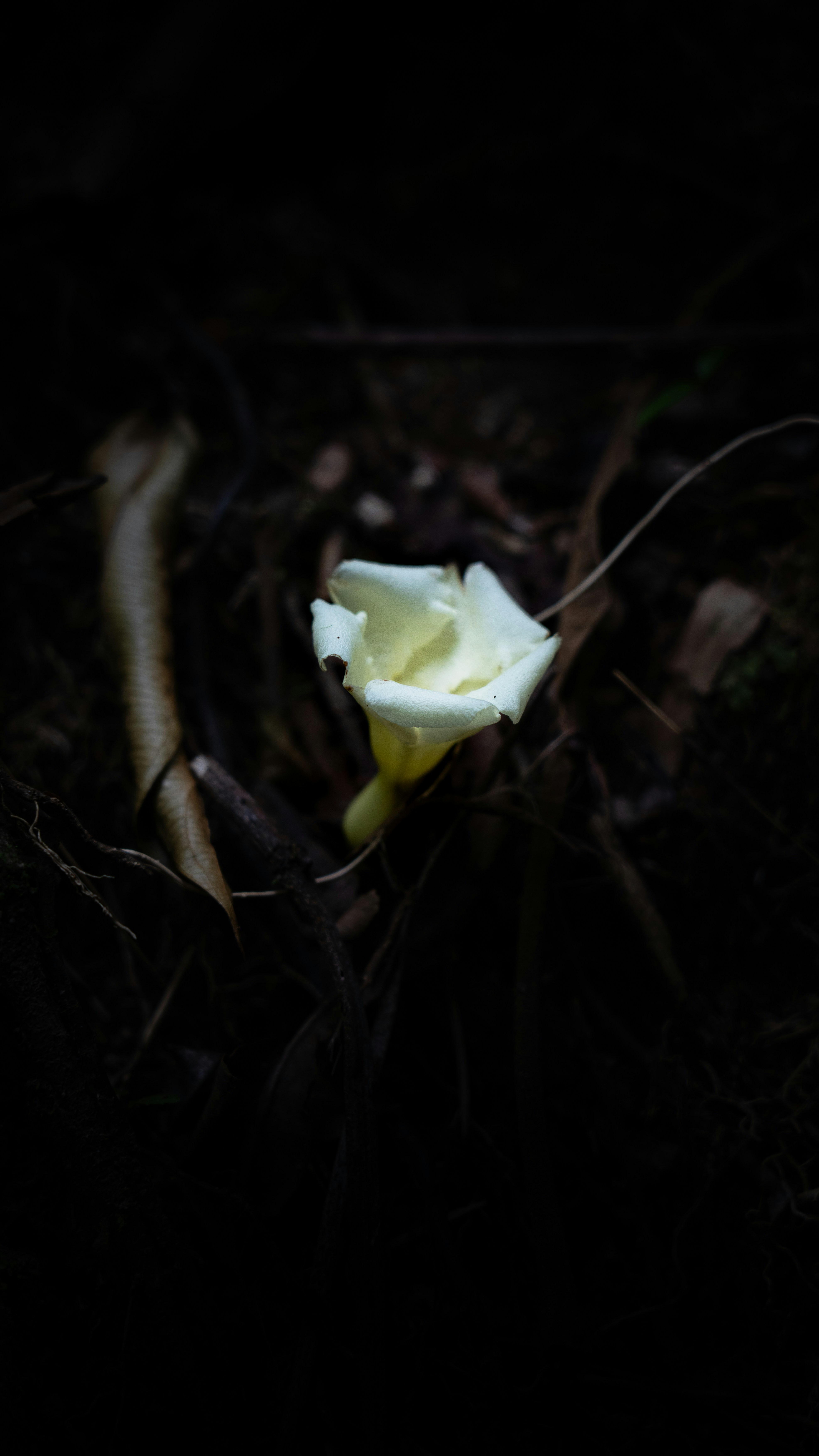 Cream Bloom Breaking Through Darkness on a Shadowed Forest Floor