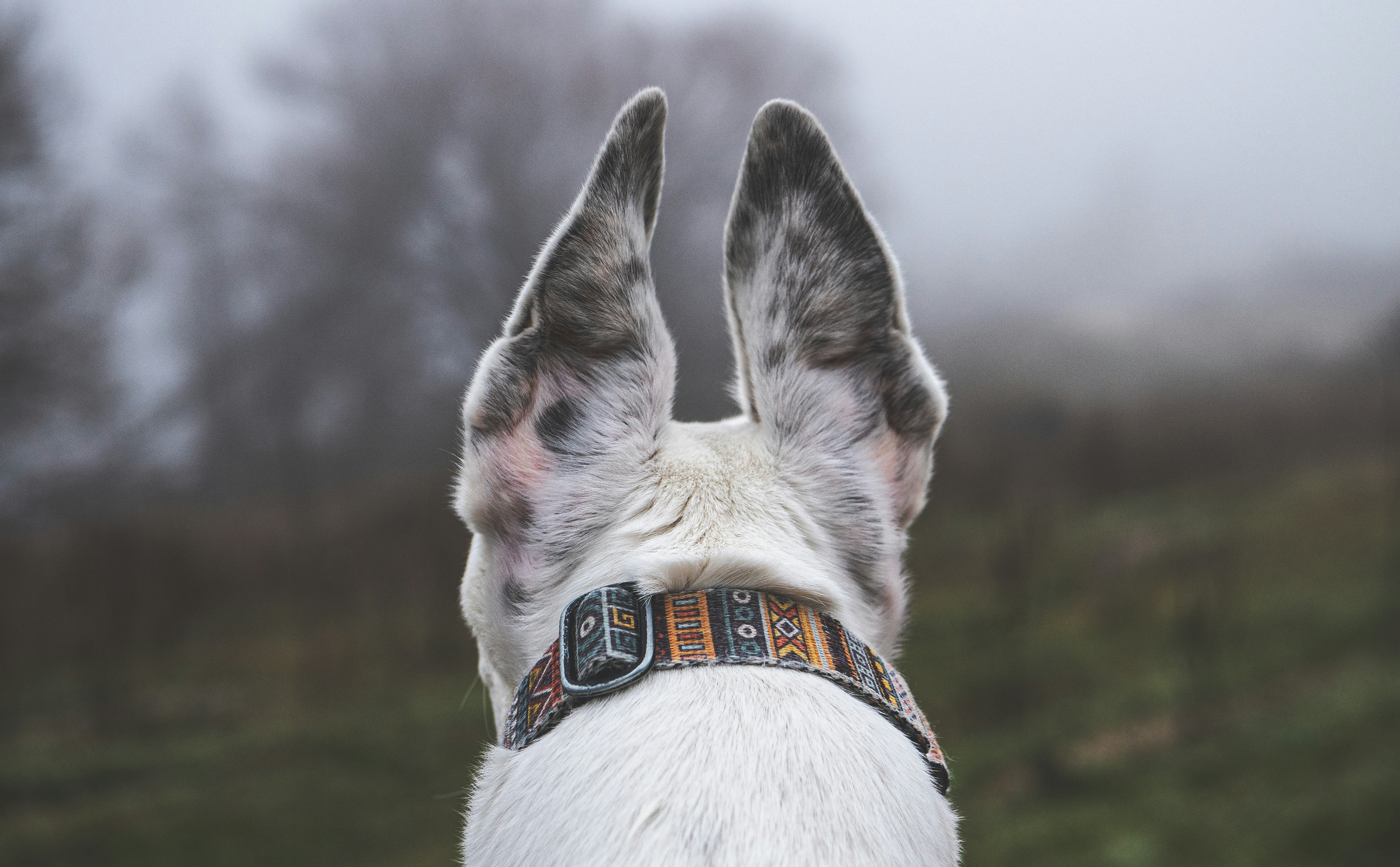 Ears Forward, Field Ahead: A Dog’s Quiet Gaze into Morning Mist