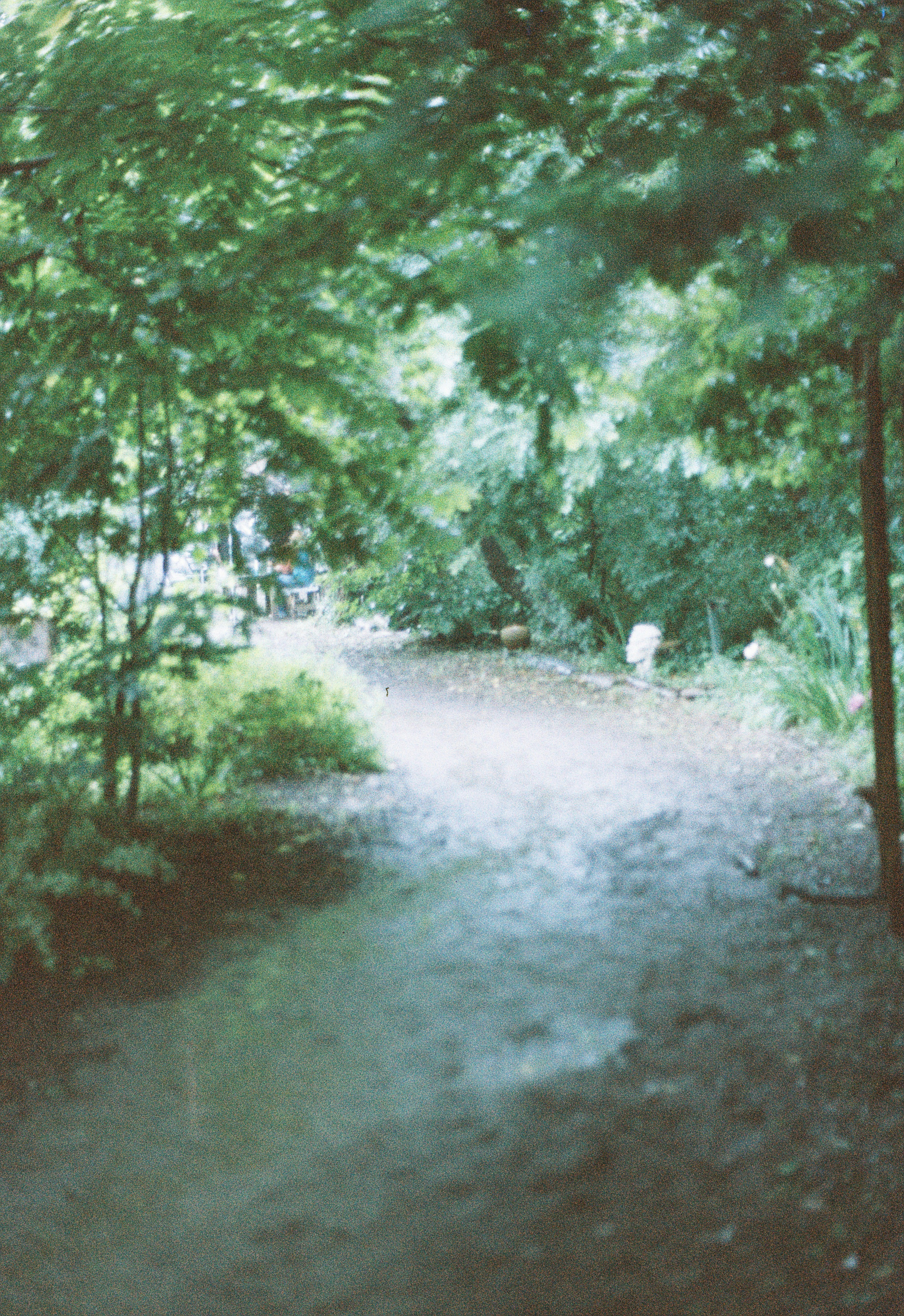 Canopy Corridor: A Quiet, Sunlit Path Through Green