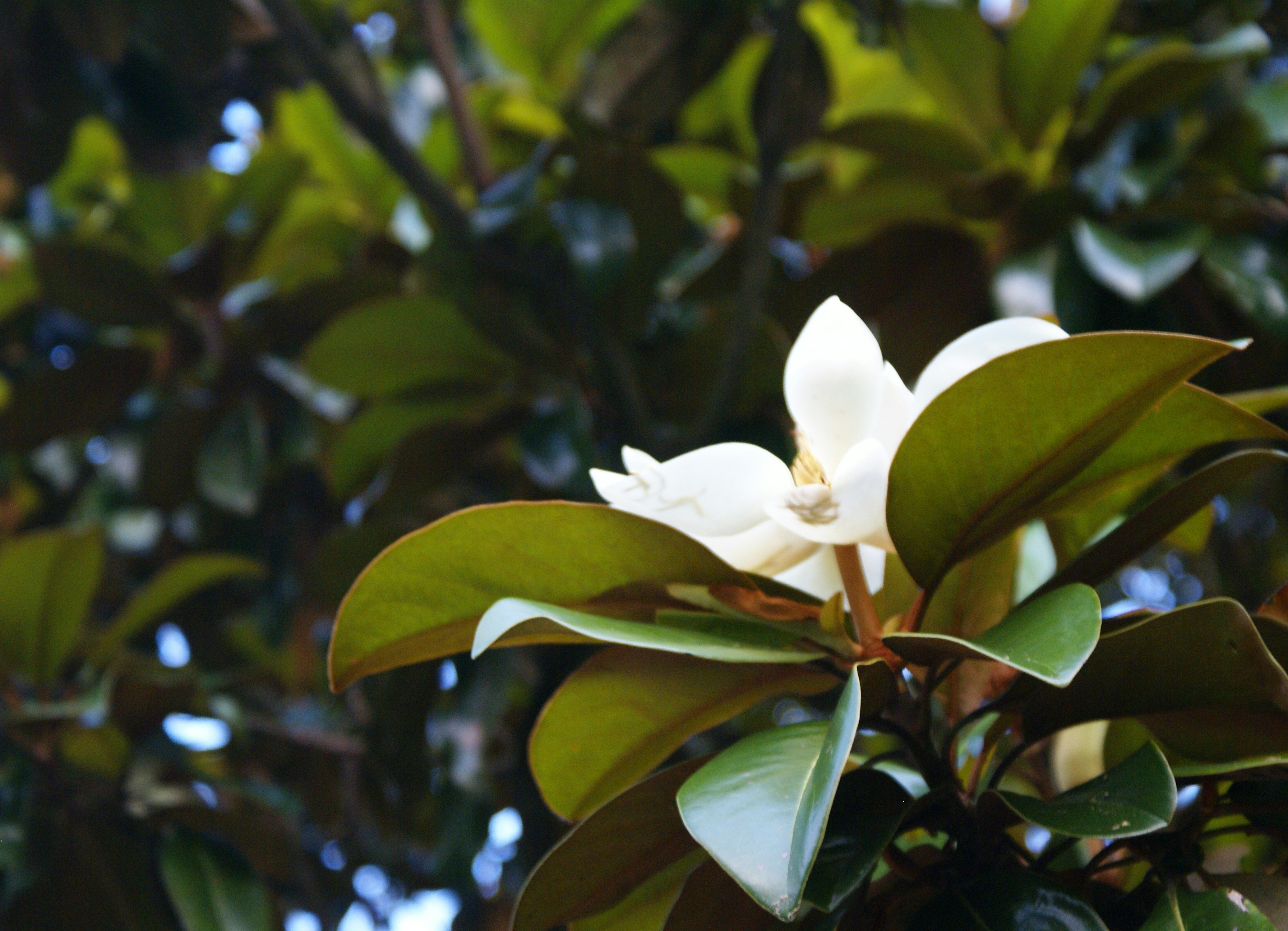 Photo by Jacob Holley with Sony Alpha 100