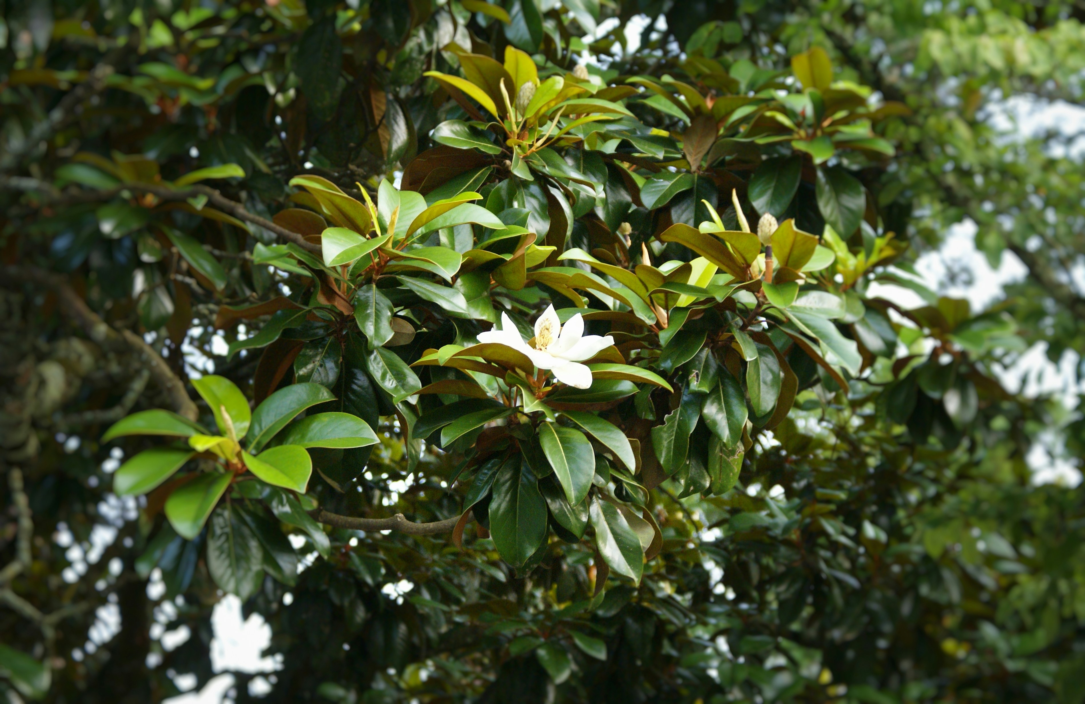 Sunlit Camellia: solitary white bloom among glossy evergreen leaves