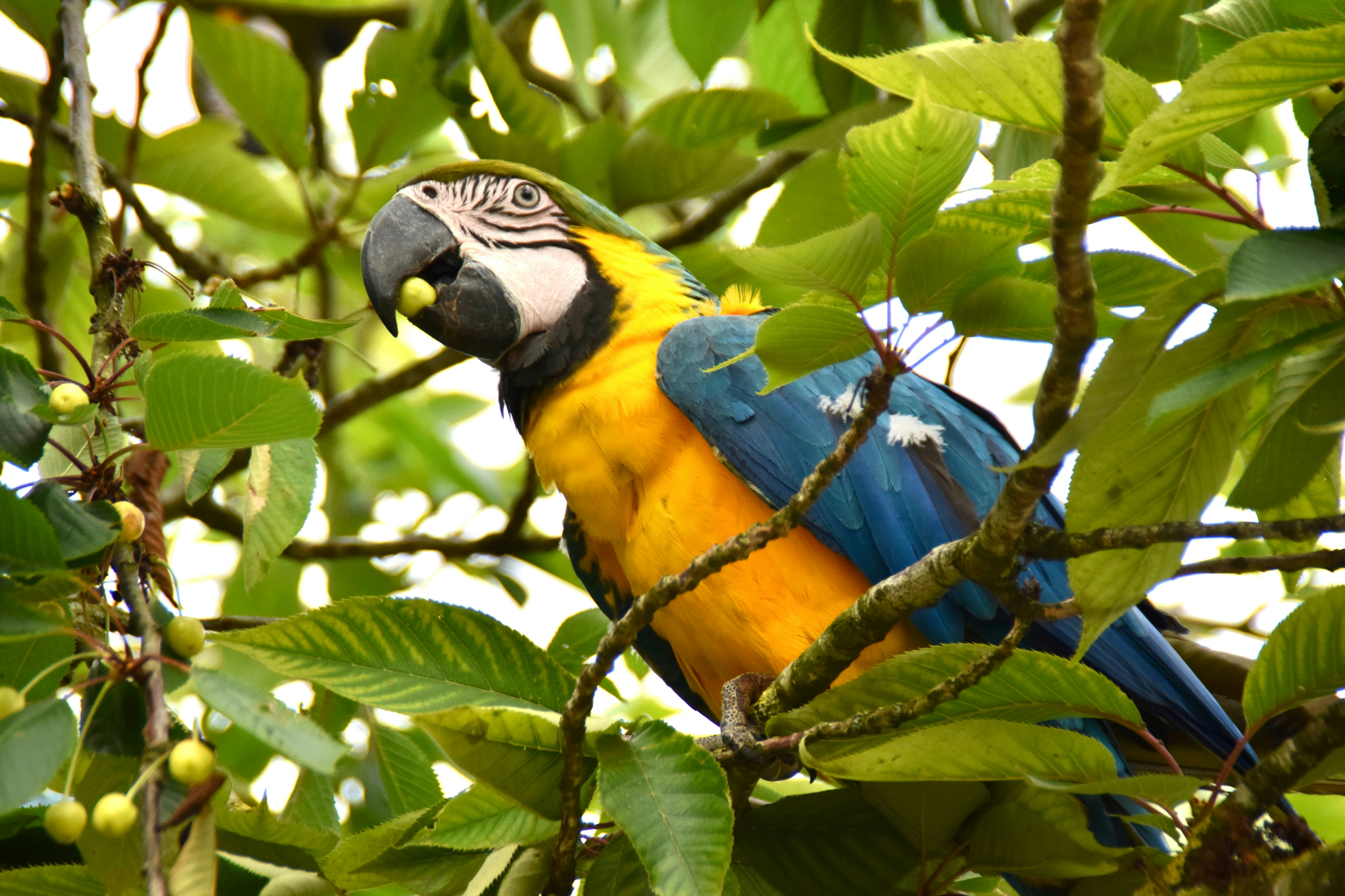 Macaw at Pairi Daiza
