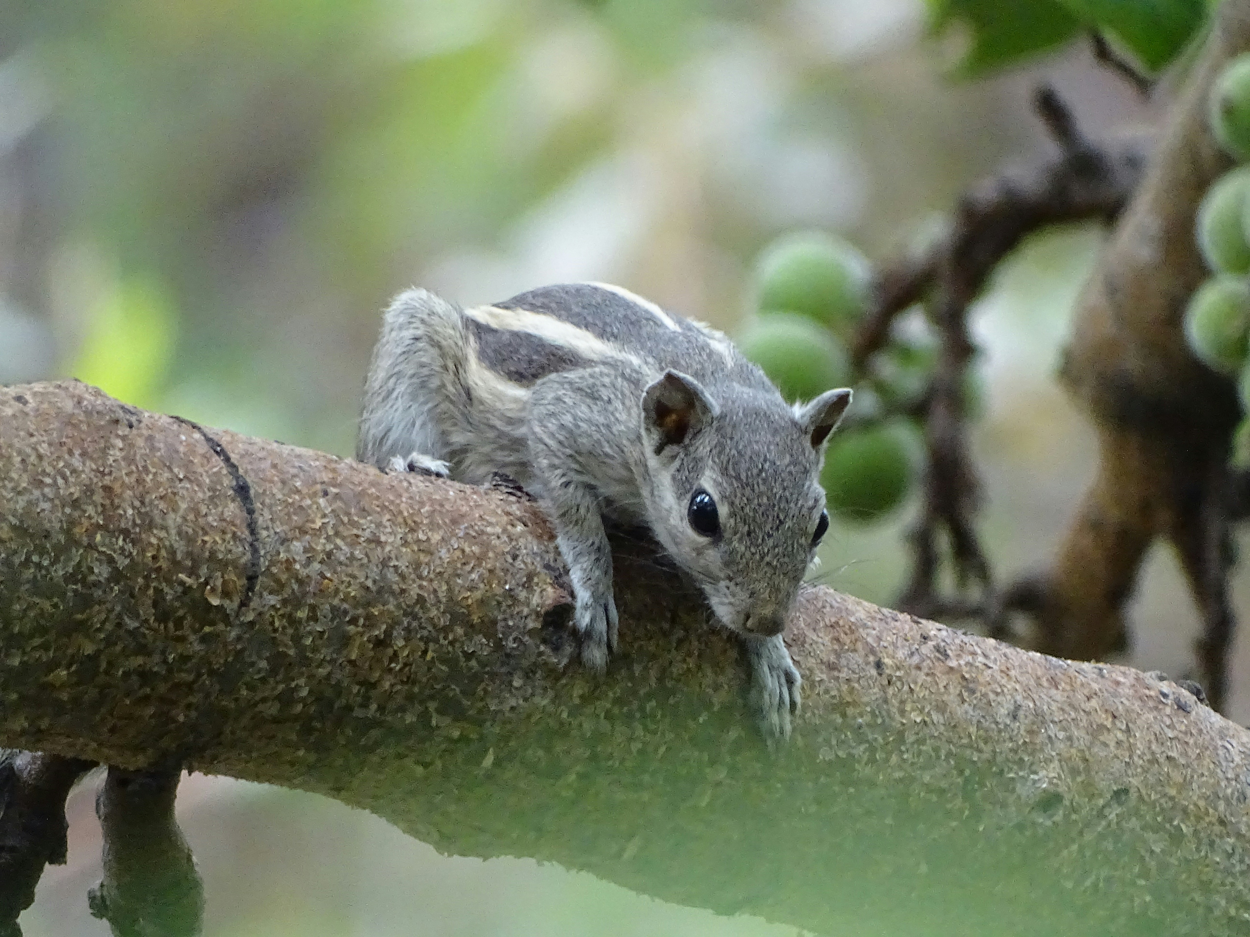 A small animal sitting on top of a tree branch