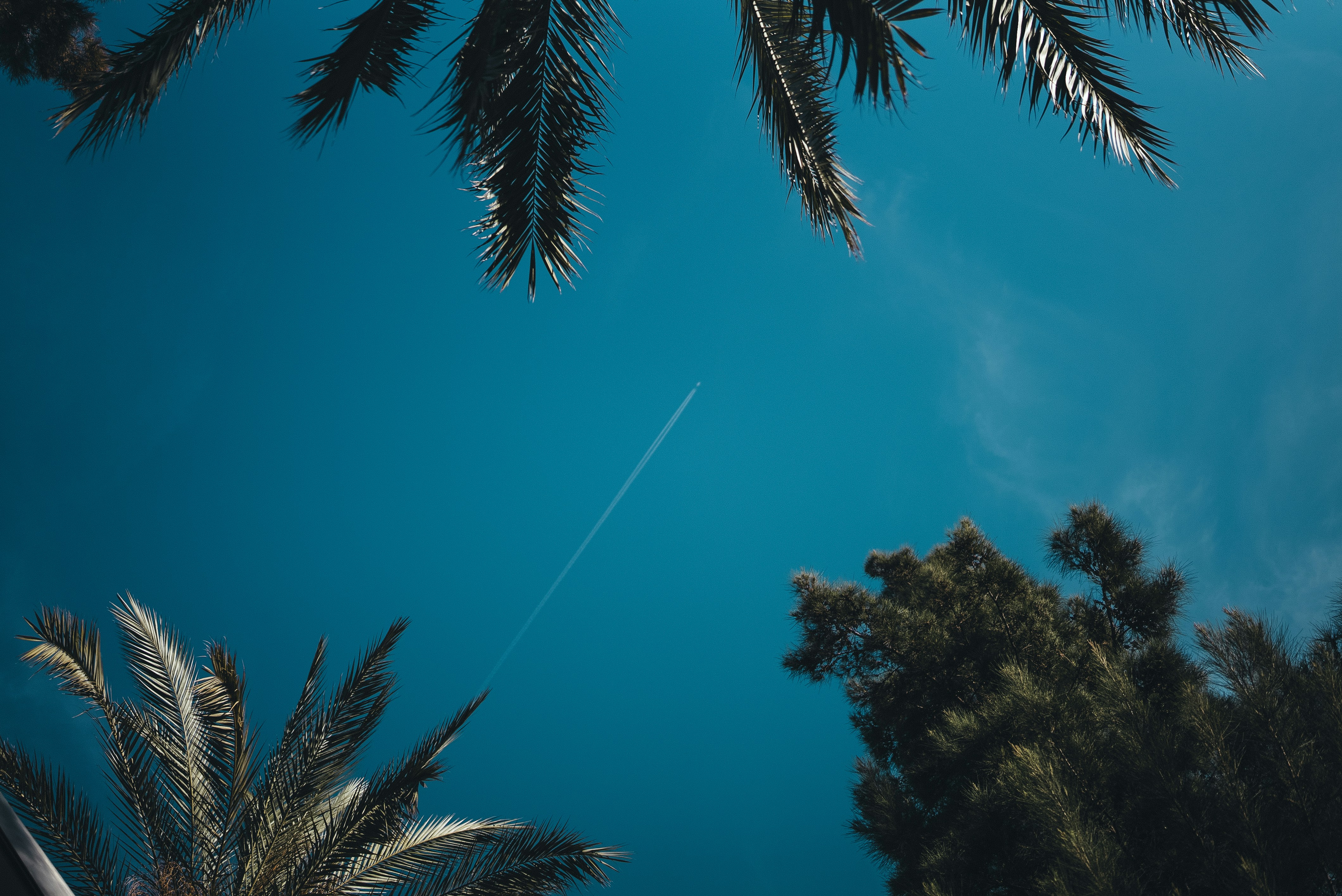 Palm fronds frame a vivid blue sky as a lone contrail slices diagonally overhead, capturing a tranquil moment above a tropical canopy.